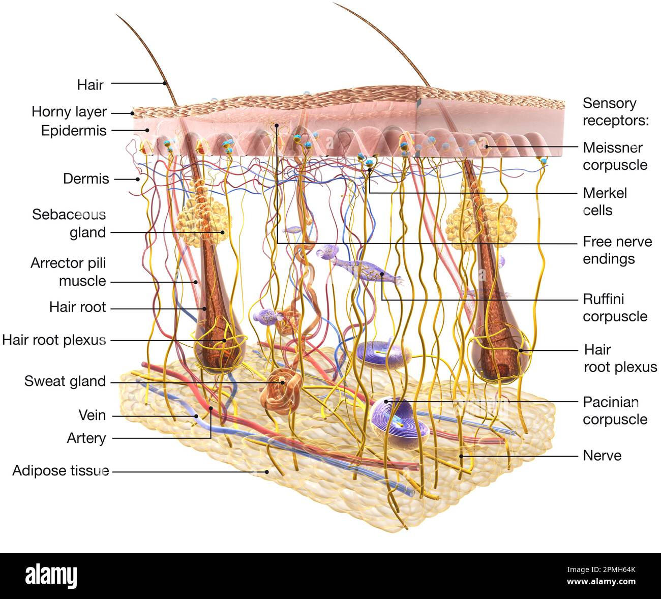 Layers Of Skin Blood Vessels at John Charpentier blog