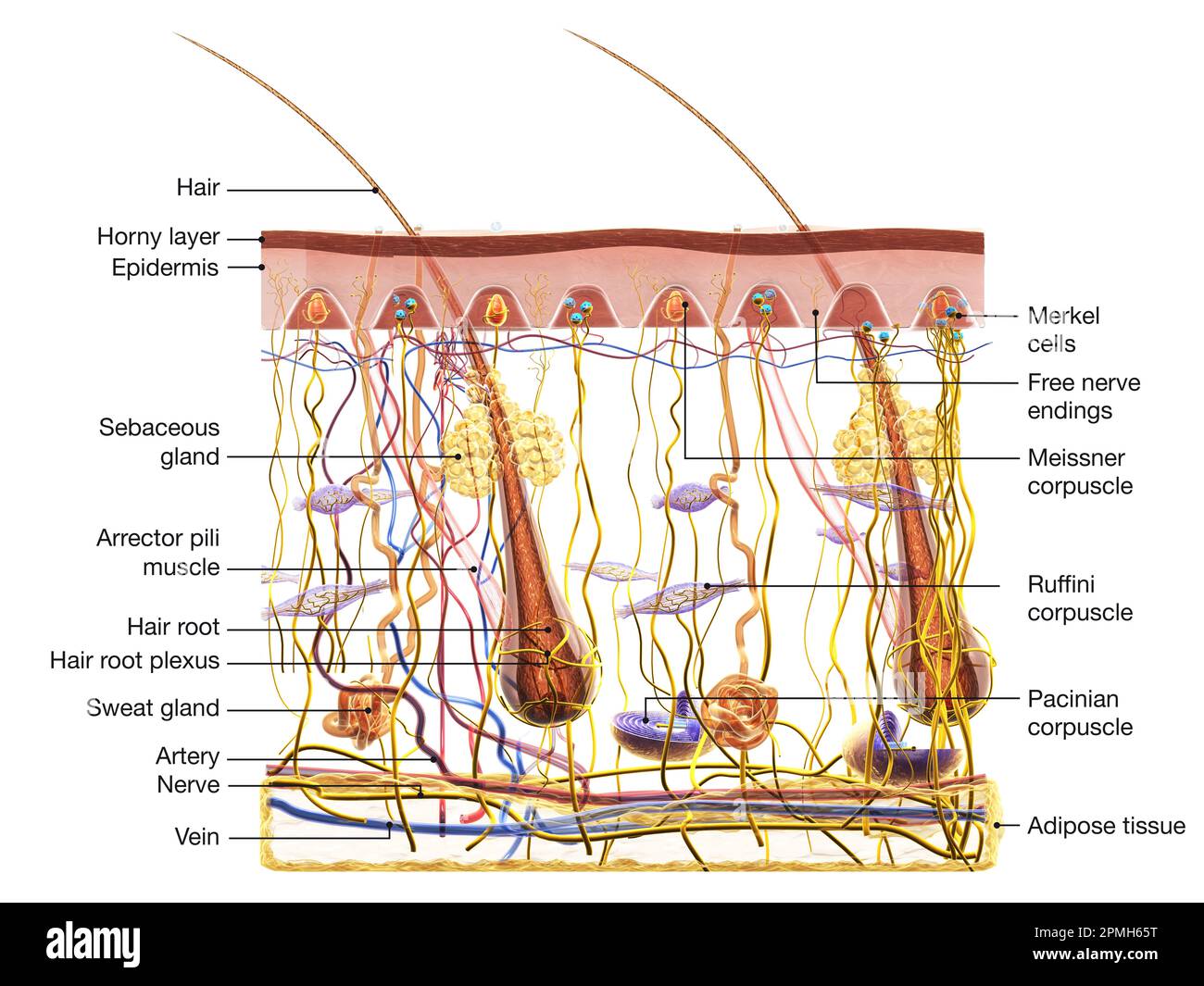 Sensory Receptors Diagram Sensory Receptors | SpringerLink