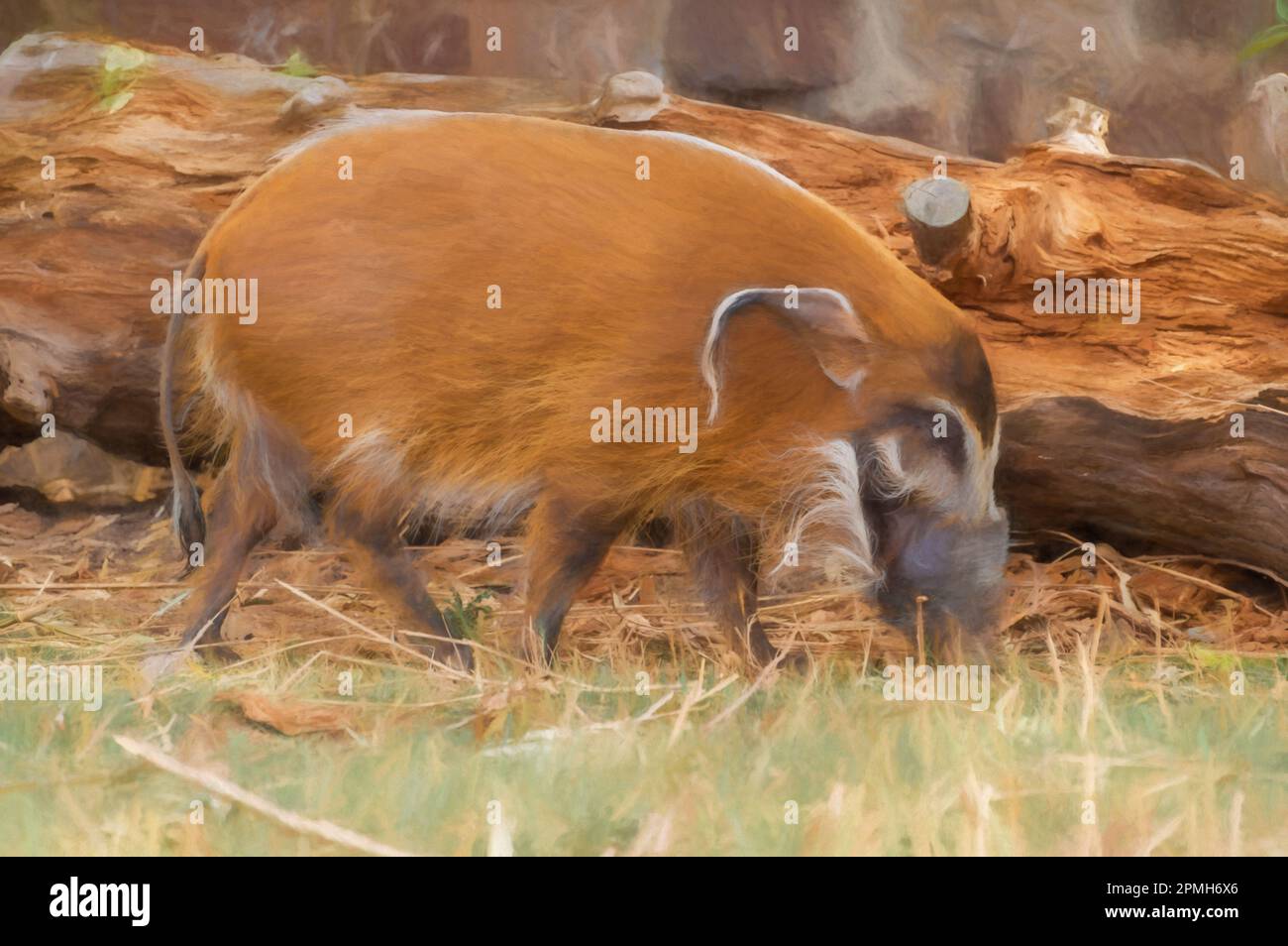 Digital painting of a single Isolated male Red River Hog in captivity ...