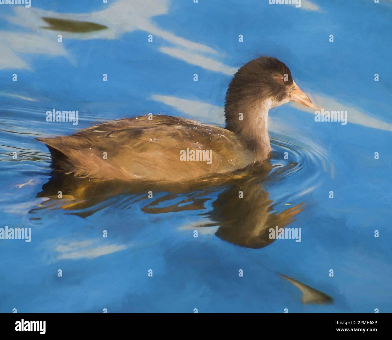 Digital painting of a closeup of a single juvenile Coot looking at it's ...