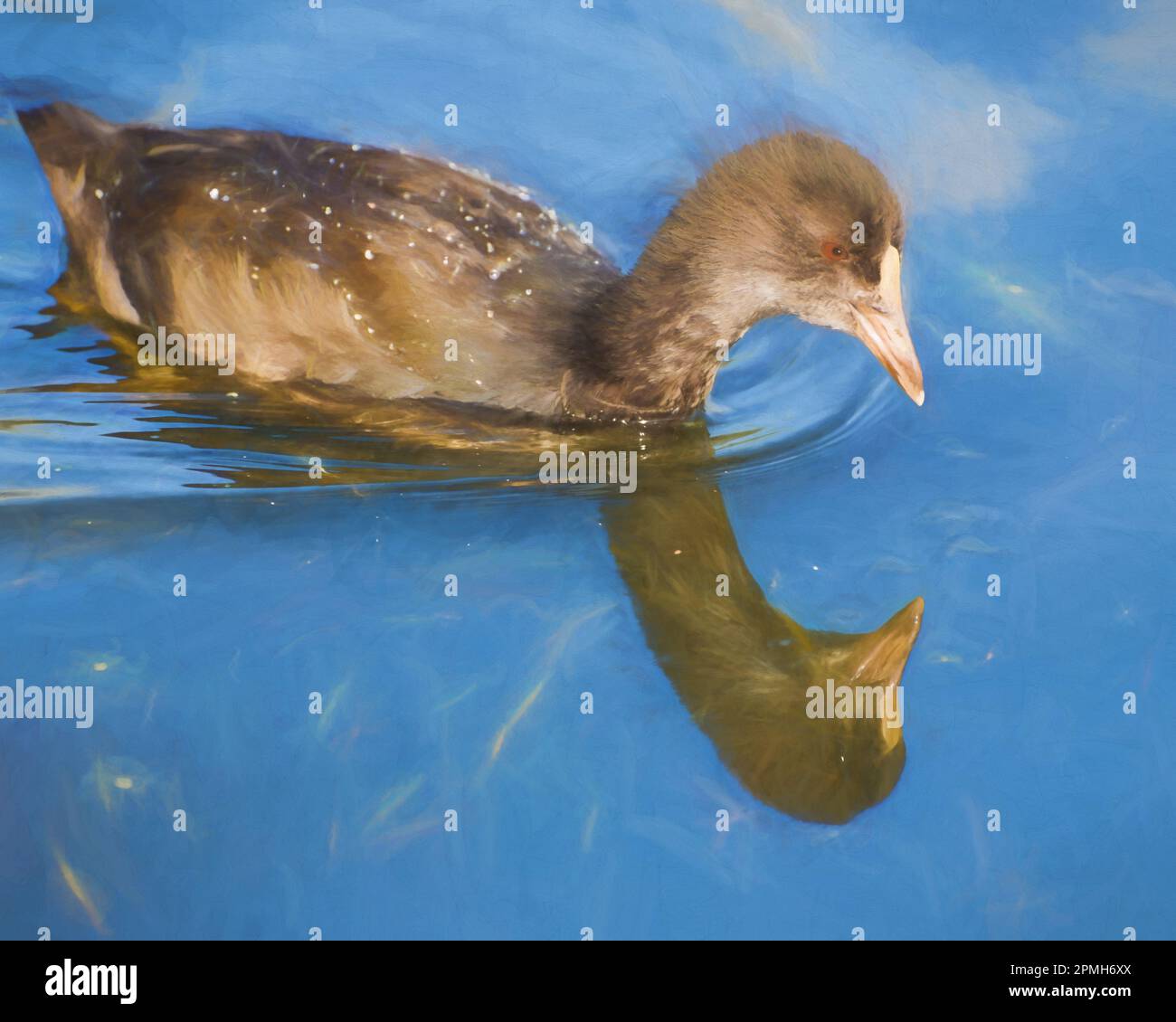 Digital painting of a closeup of a single juvenile Coot looking at it's ...
