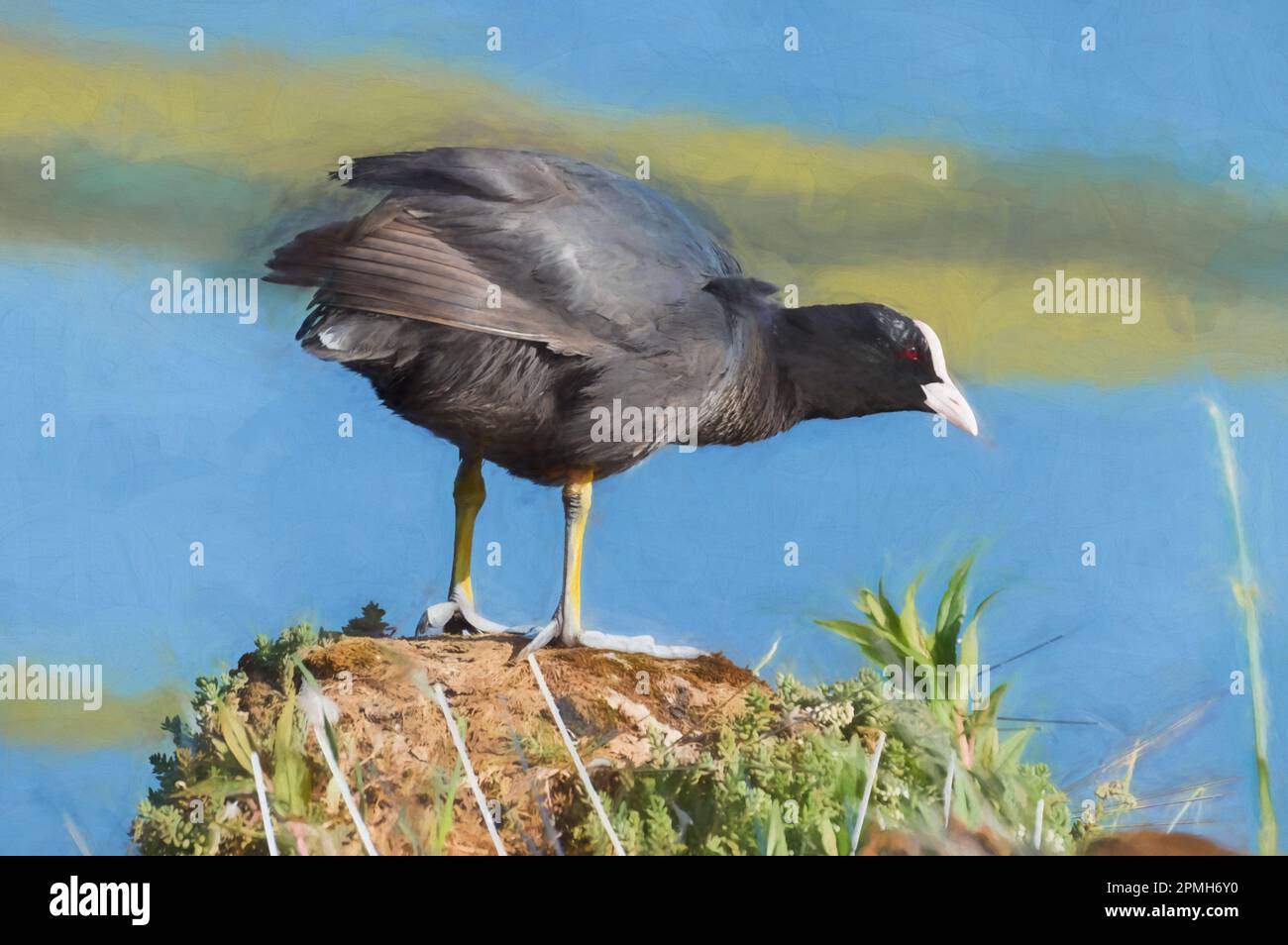 Digital painting of a close up of a single Coot standing on a rock ...