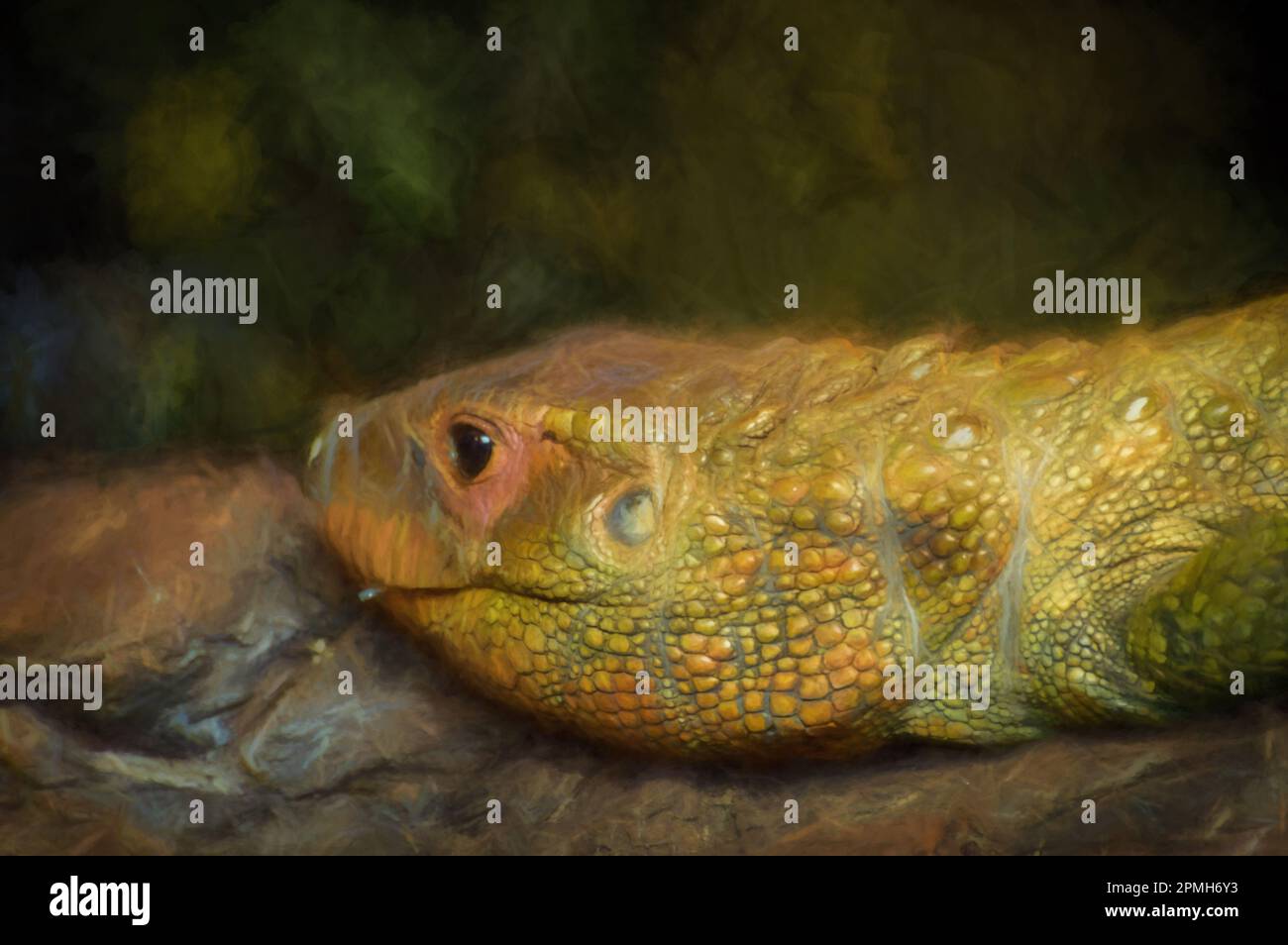 Digital painting of an isolated Northern Caiman lizard in captivity at ...
