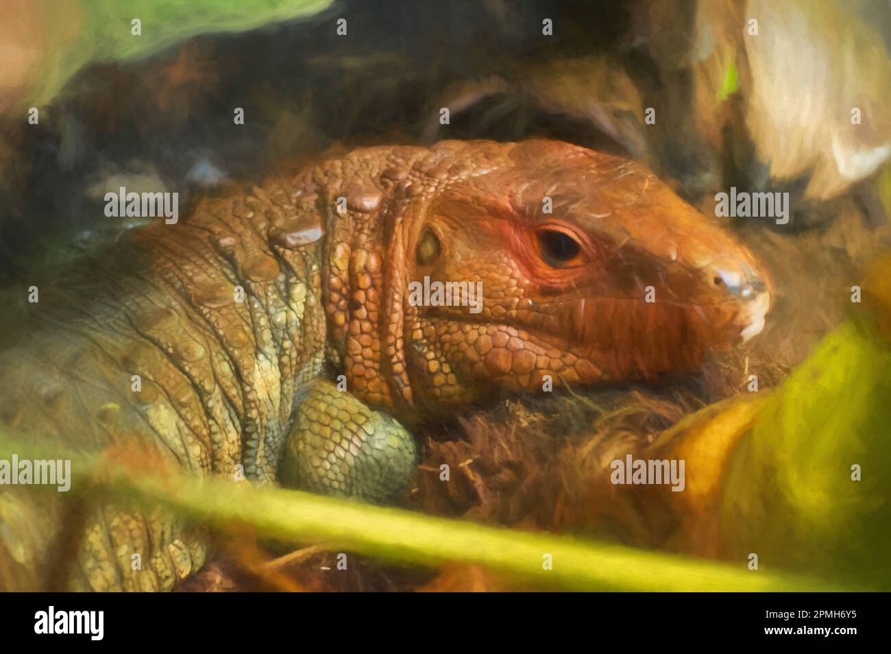 Digital painting of an isolated Northern Caiman lizard in captivity at ...