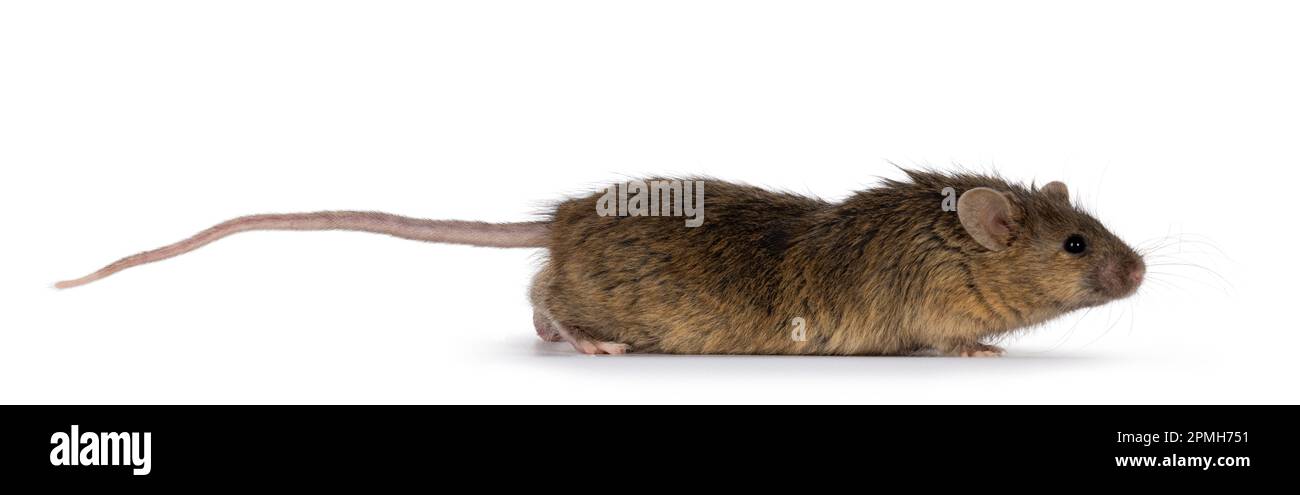 Tigerbrindle mouse, standing side ways. Looking away from camera ...