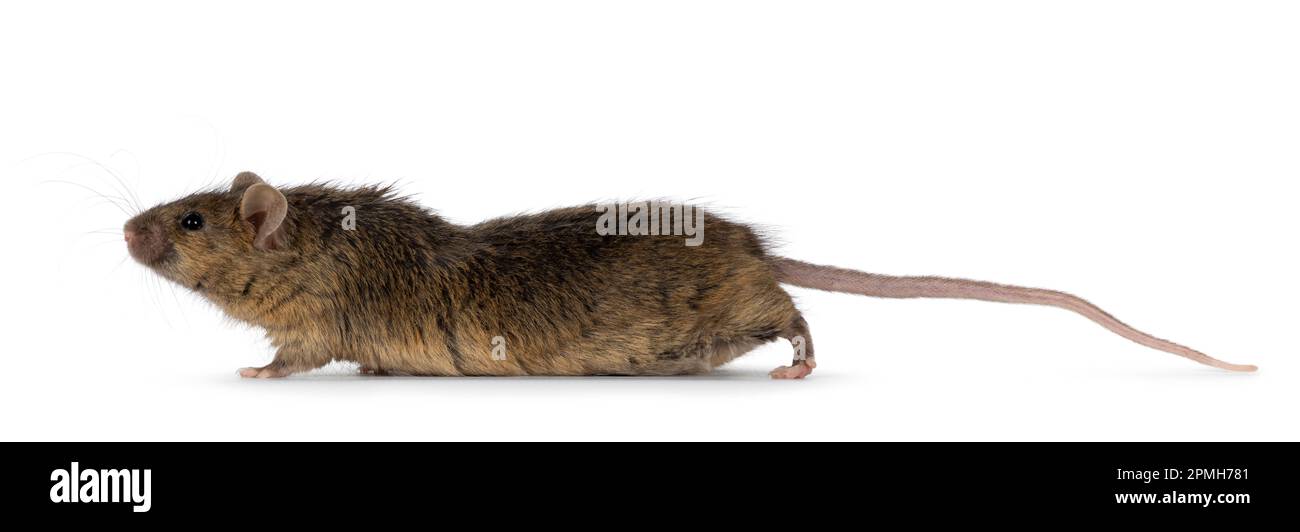 Tigerbrindle mouse, walking side ways. Looking away from camera ...