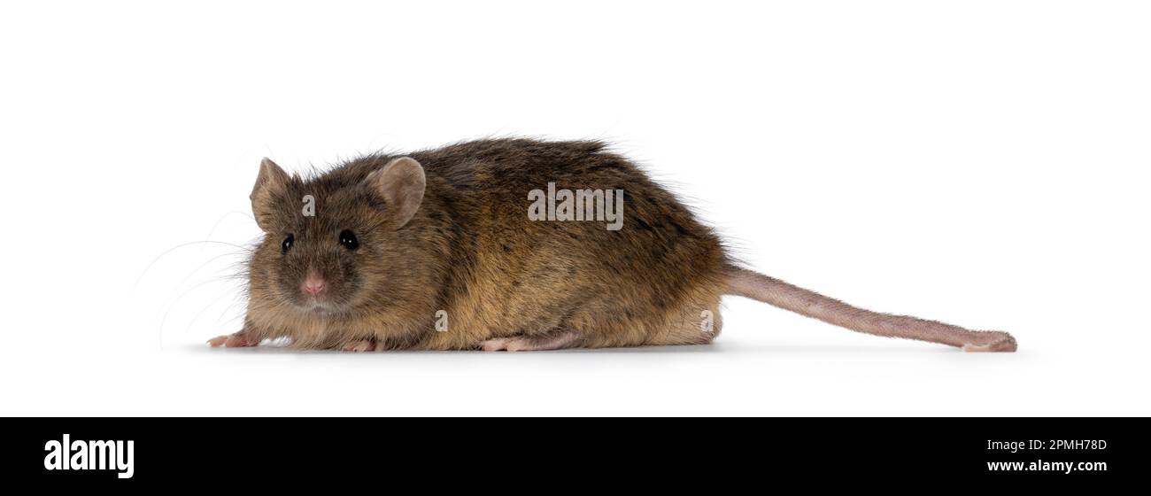 Tigerbrindle mouse, sitting backwards on edge with tail hanging down ...