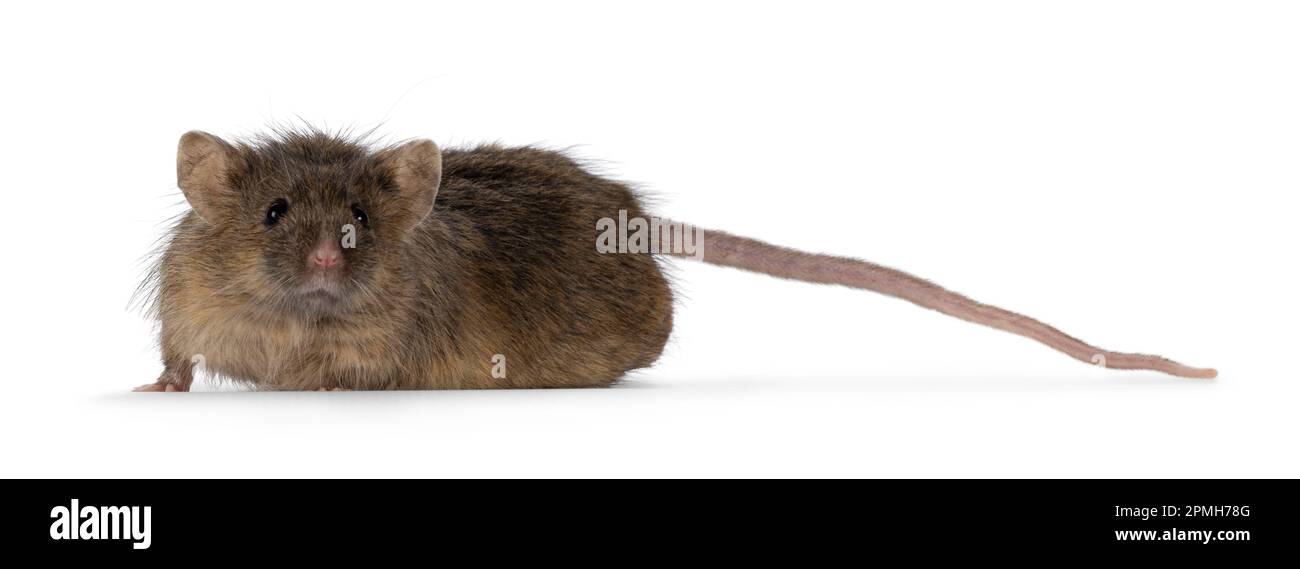 Tigerbrindle mouse, sitting backwards on edge with tail hanging down ...