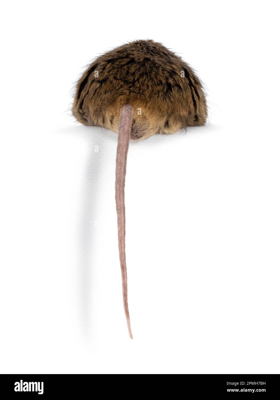 Tigerbrindle mouse, standing backwards showing tail no face. Looking ...