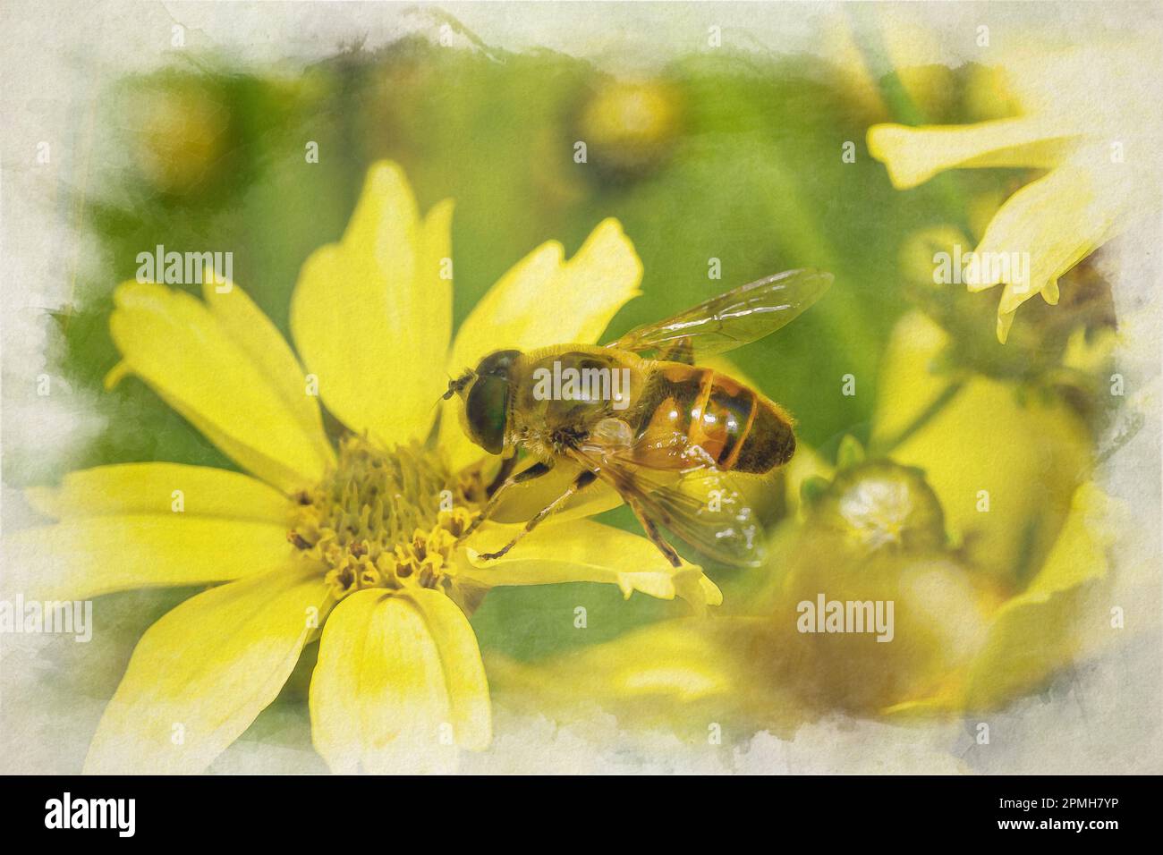 Closeup of a Bee, or Honeybee. Apis Mellifera digital watercolour ...