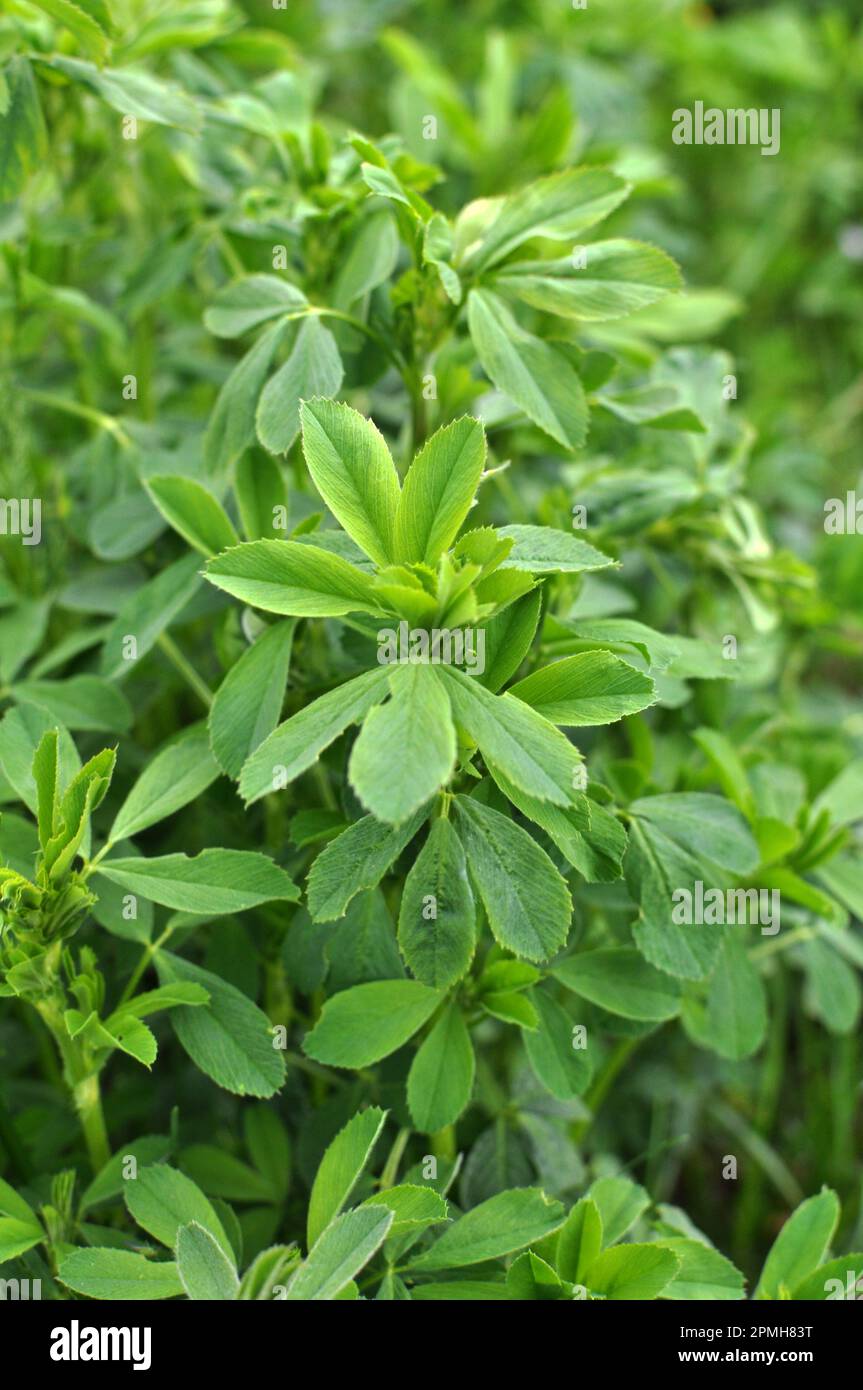 In the spring farm field young alfalfa grows Stock Photo - Alamy