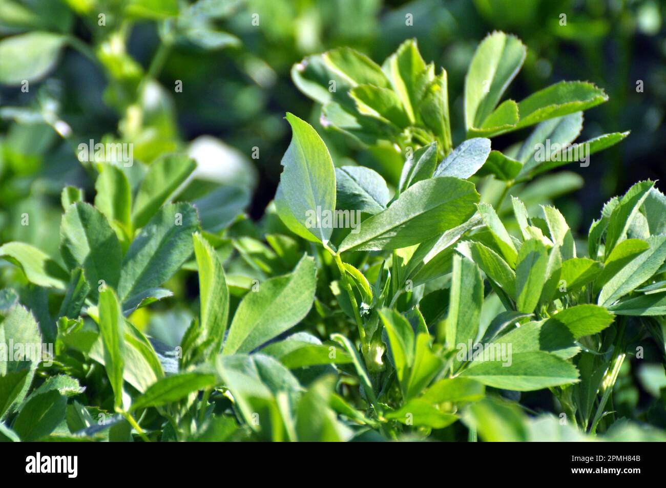 In the spring farm field young alfalfa grows Stock Photo - Alamy
