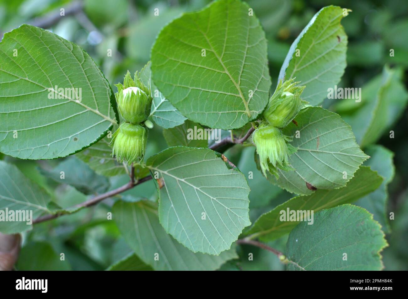 Nuts ripen on the branch of the hazel bush Stock Photo - Alamy
