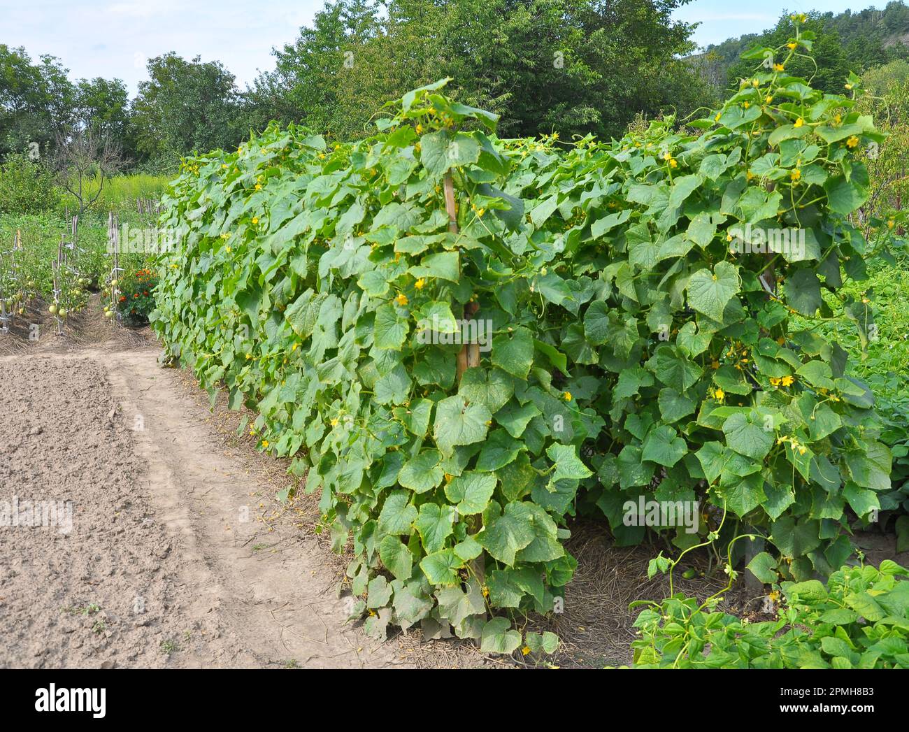 Cucumbers are grown in open organic soil using the grid as a support ...