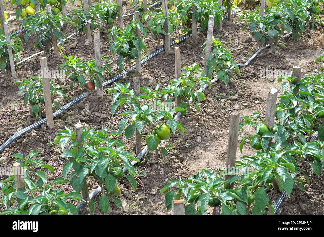 Drip irrigation of vegetable crops growing in organic open ground Stock ...