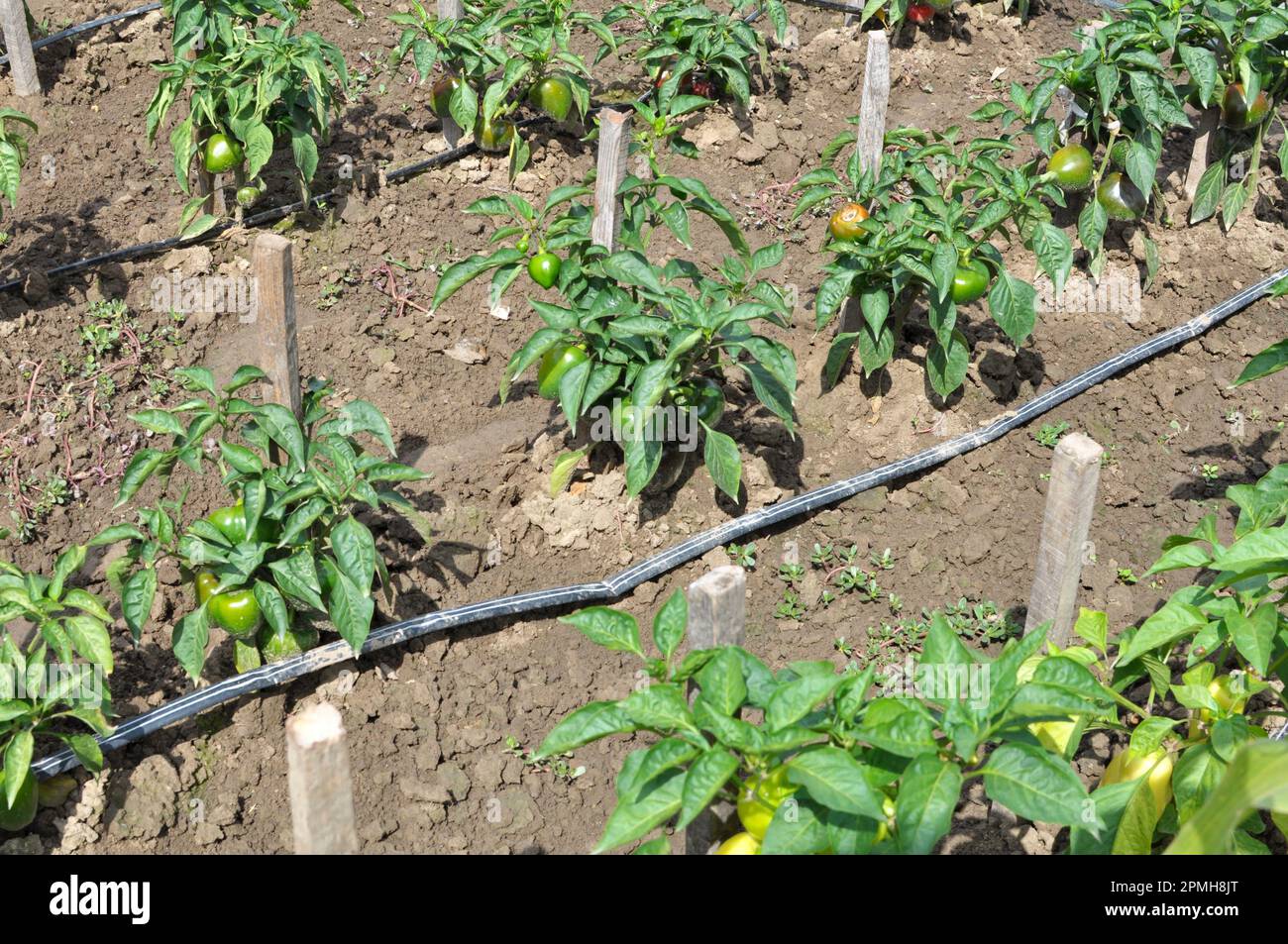 Drip irrigation of vegetable crops growing in organic open ground Stock ...