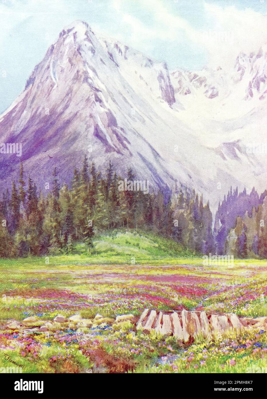 Gentiana Verna and Primula Farinosa on the lower fields of Champex ...