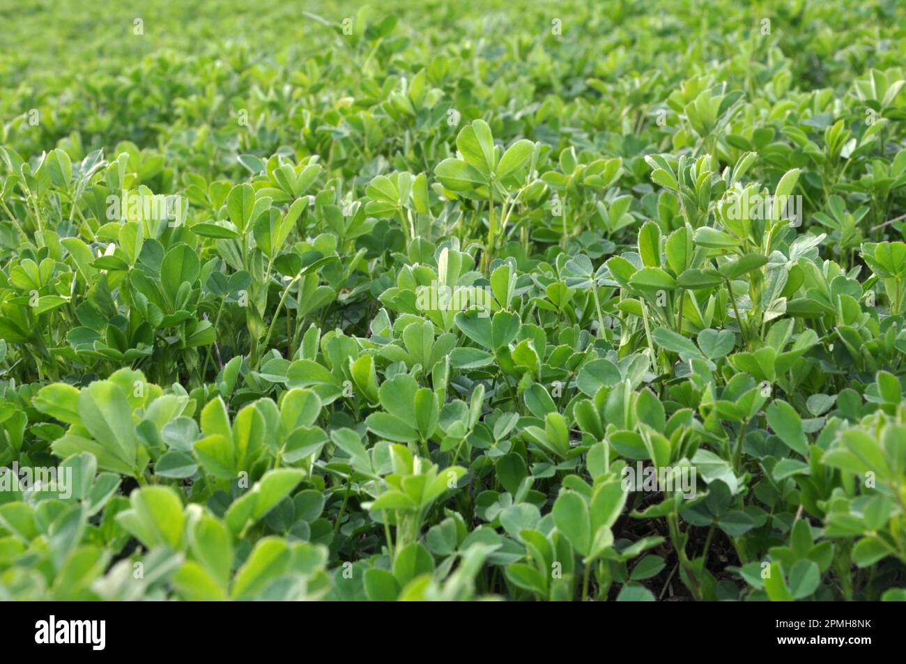 In the spring farm field young alfalfa grows Stock Photo - Alamy