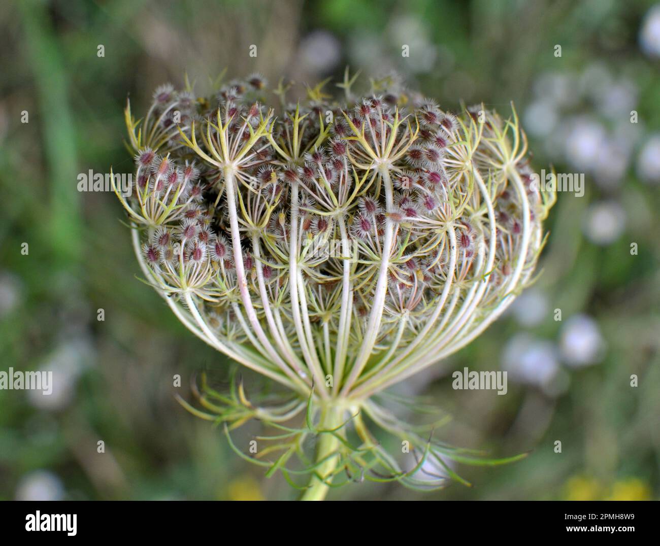 In summer, wild carrots (Daucus carota) grow in nature Stock Photo - Alamy