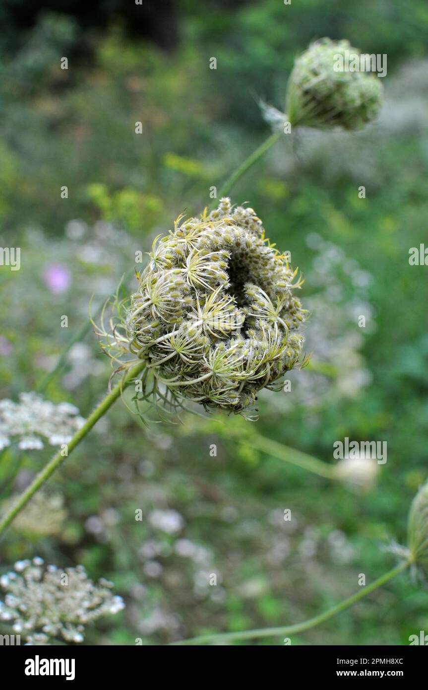 In summer, wild carrots (Daucus carota) grow in nature Stock Photo - Alamy