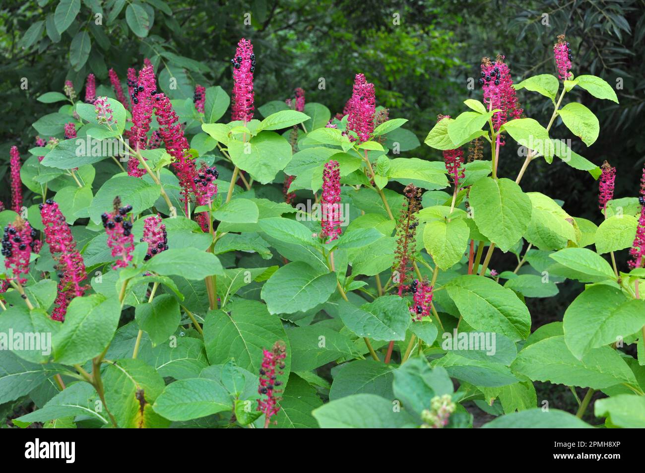 The ornamental plant Phytolacca acinosa grows in the garden Stock Photo ...