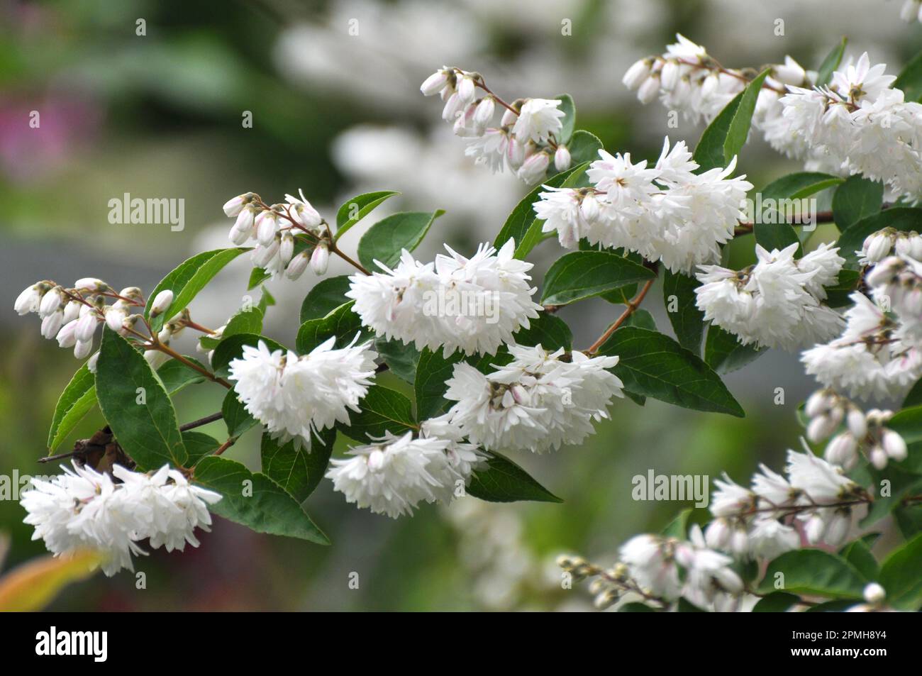 Plant flower white deutzia hi-res stock photography and images - Alamy