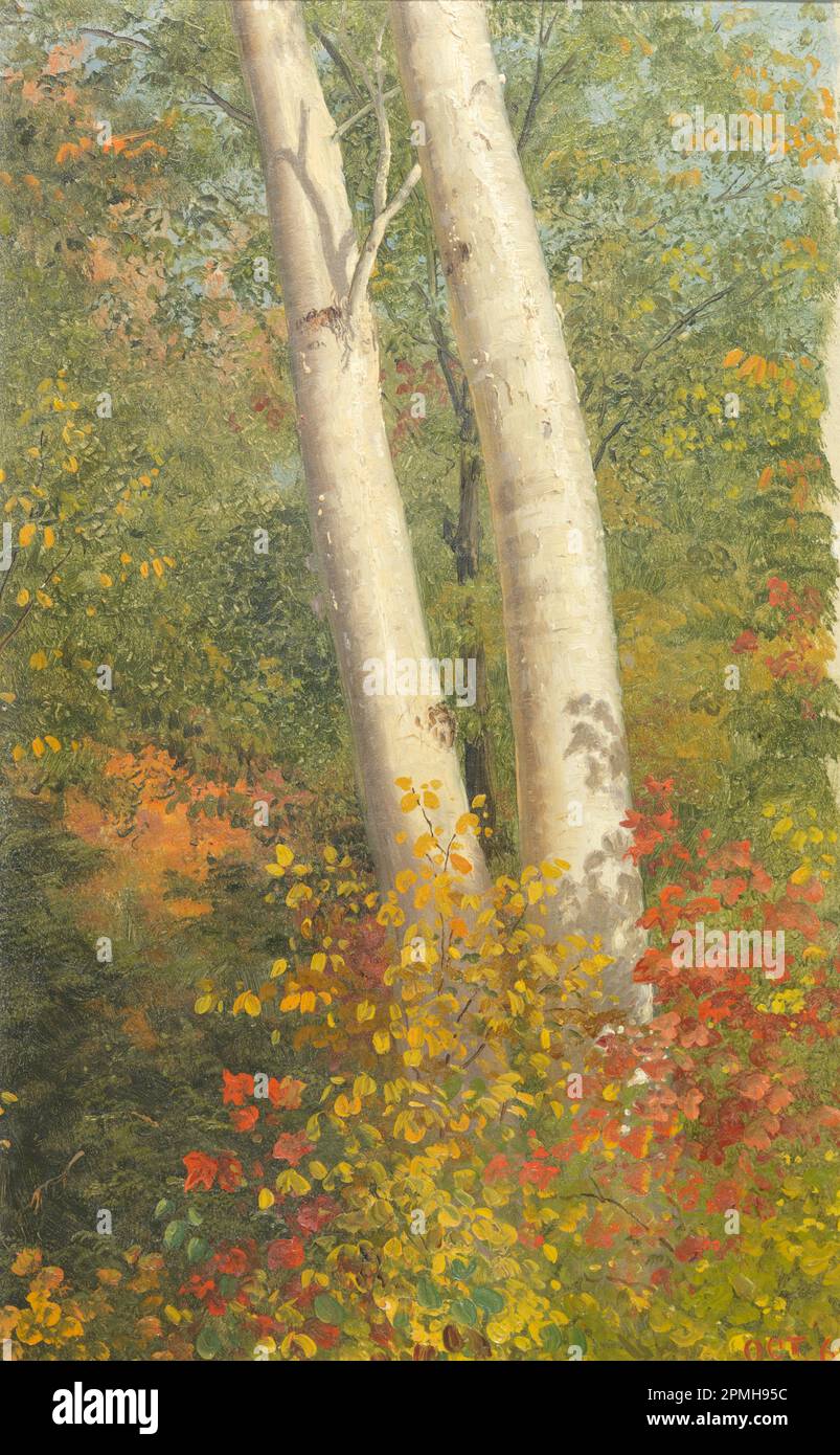 Drawing, Birch Trees in Autumn; Frederic Edwin Church (American, 1826 ...