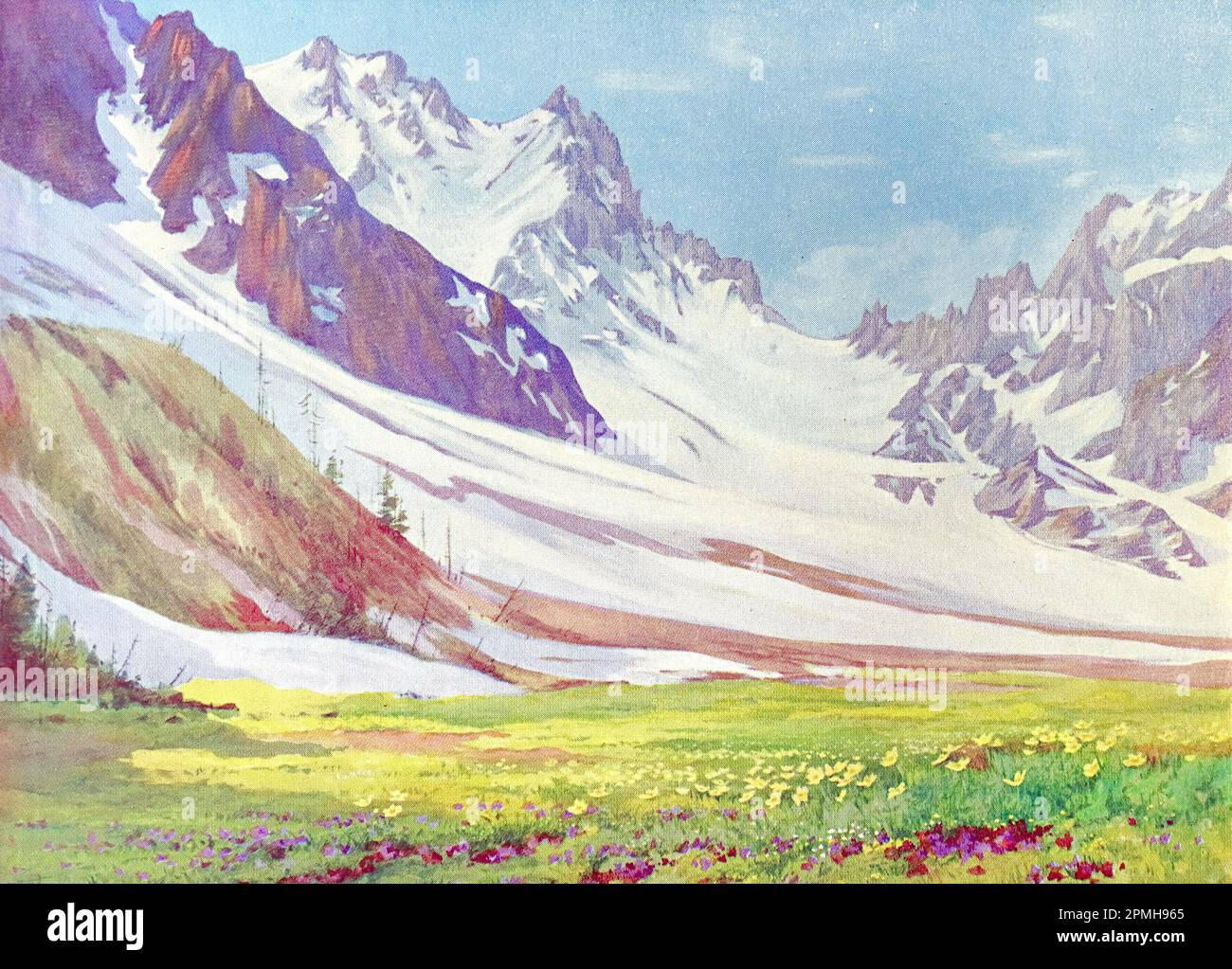 Anemone Sulphurea and Viola Calcarata in the Val D’Arpette in June ...