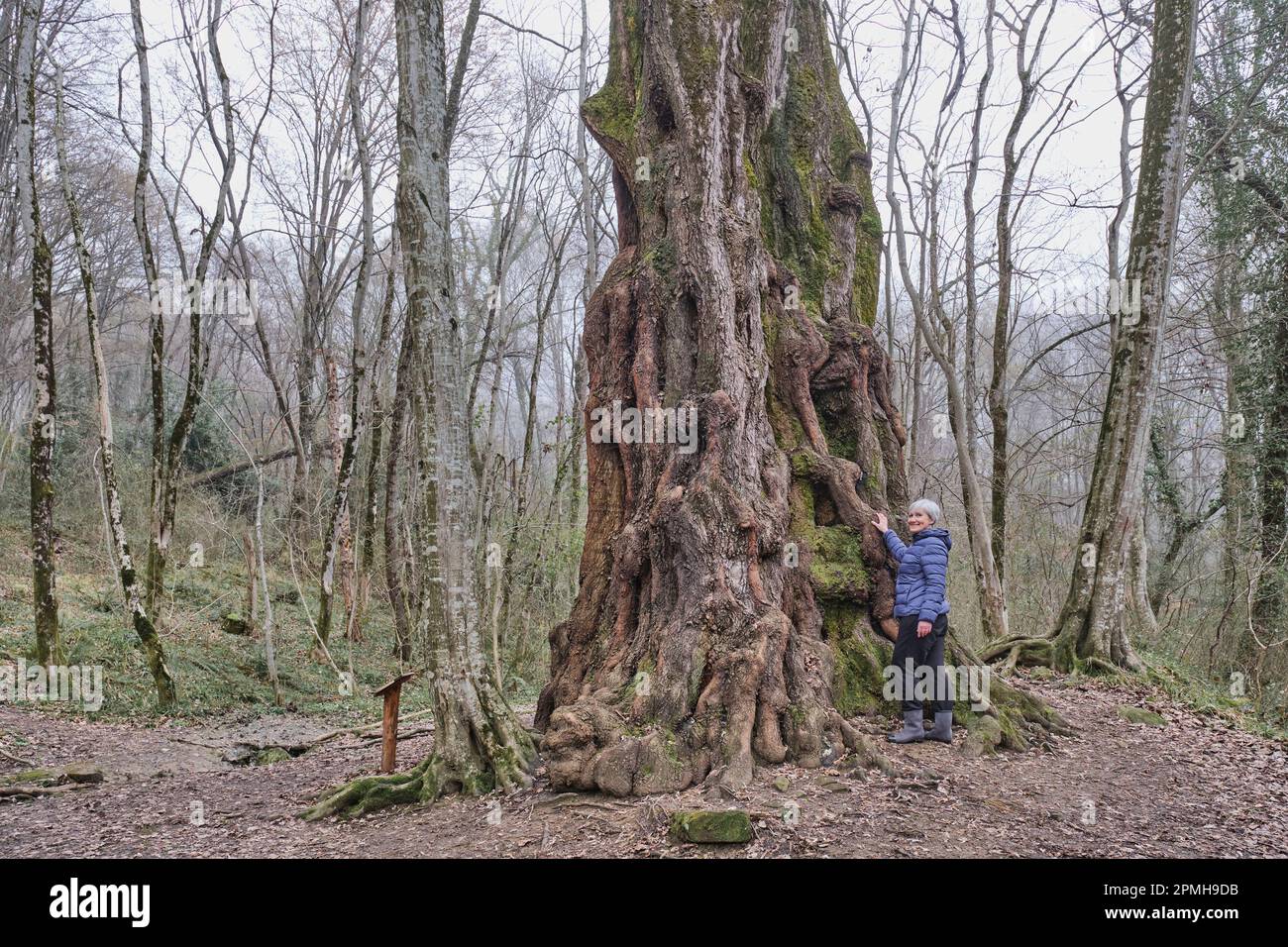 Senior woman near old poplar tree in spring relic forest Stock Photo ...
