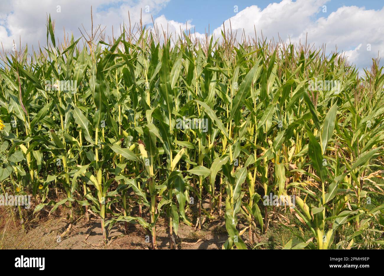 In the summer, corn ripens on the farm field Stock Photo - Alamy