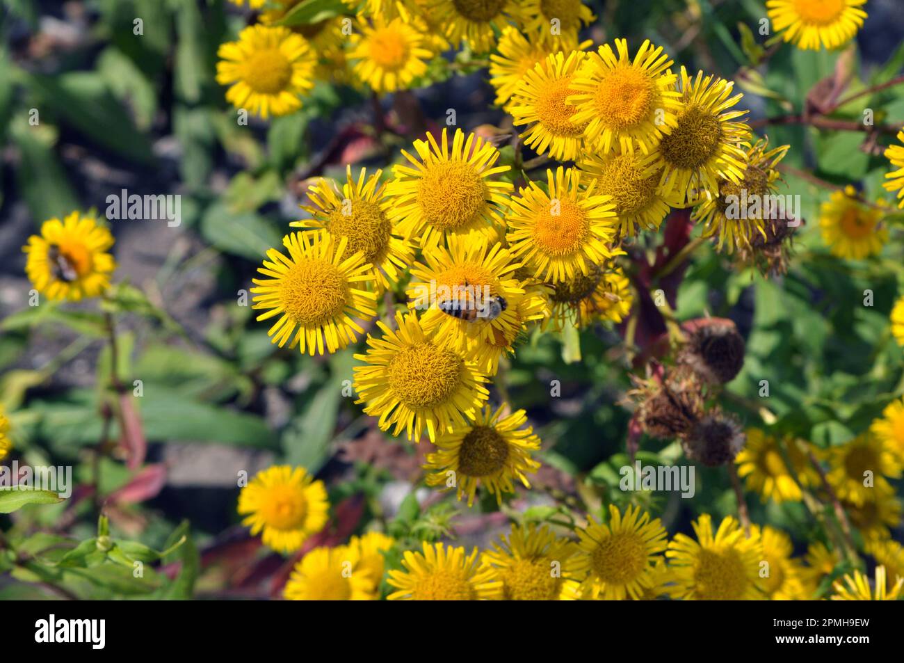 In the summer, the wild medicinal plant Inula blooms in the wild Stock ...