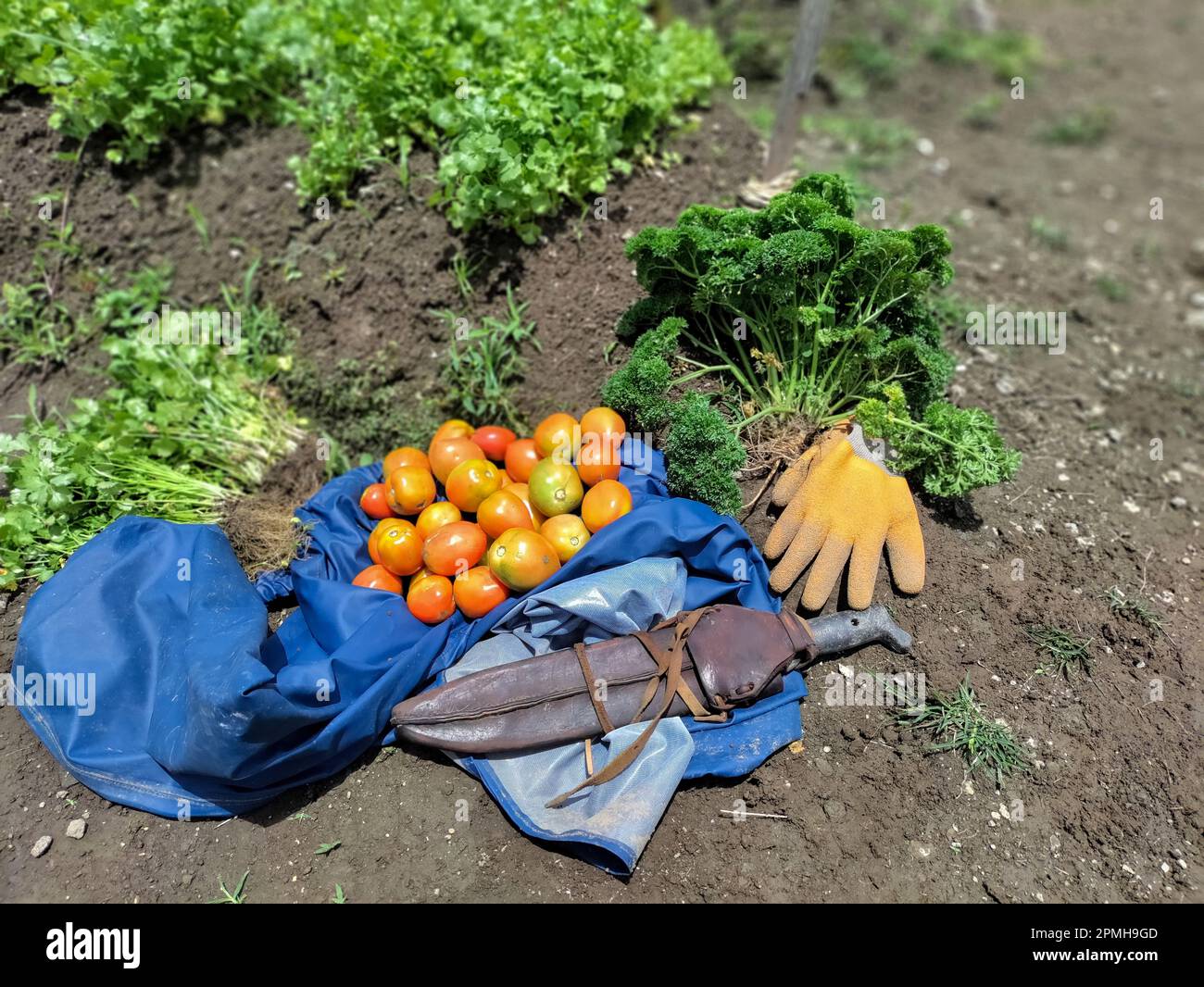 Arenal Volcano National Park, Costa Rica - A small farm on the flank of ...