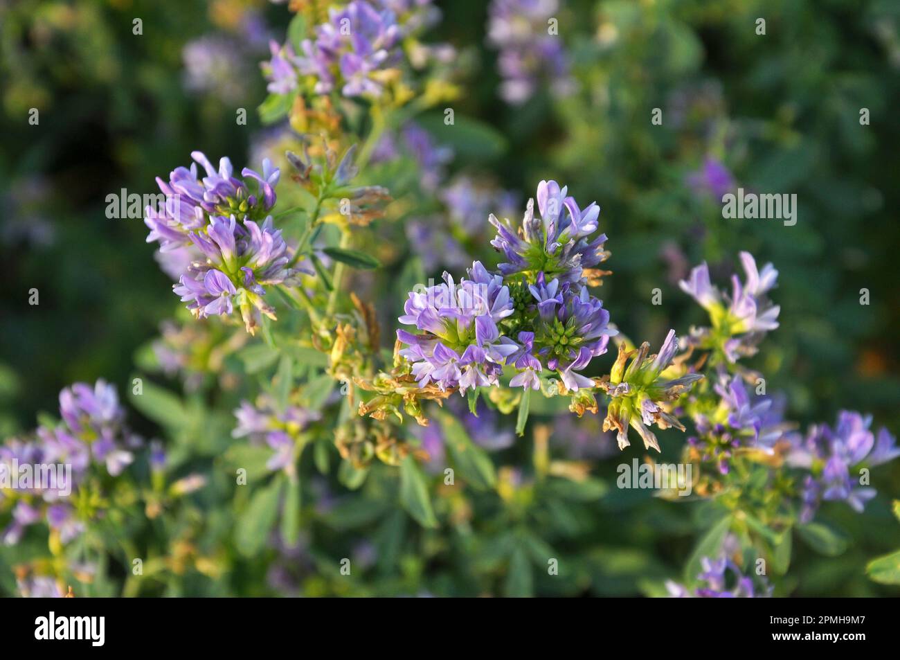 The field is blooming alfalfa, which is a valuable animal feed Stock ...