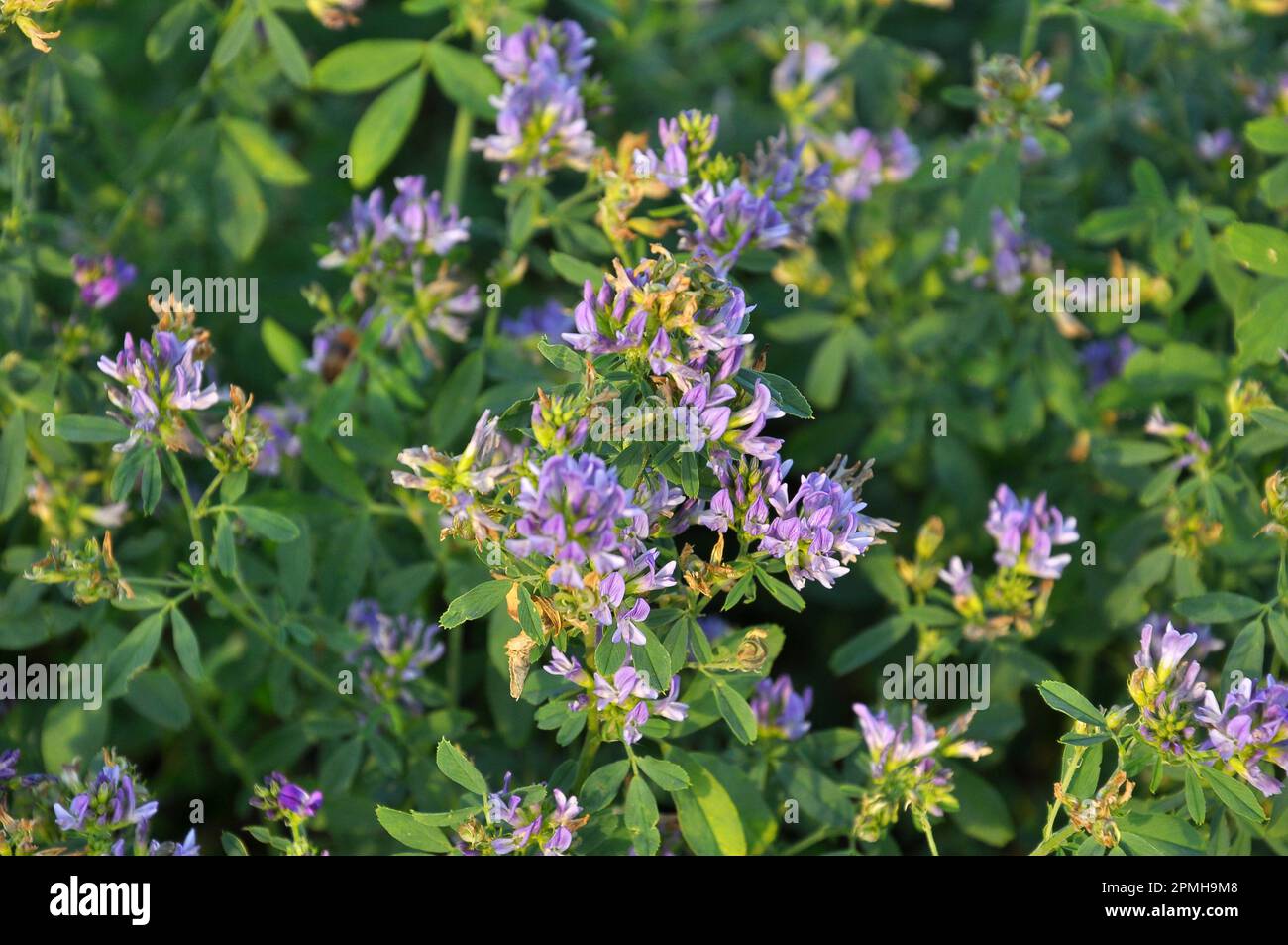 The field is blooming alfalfa, which is a valuable animal feed Stock ...