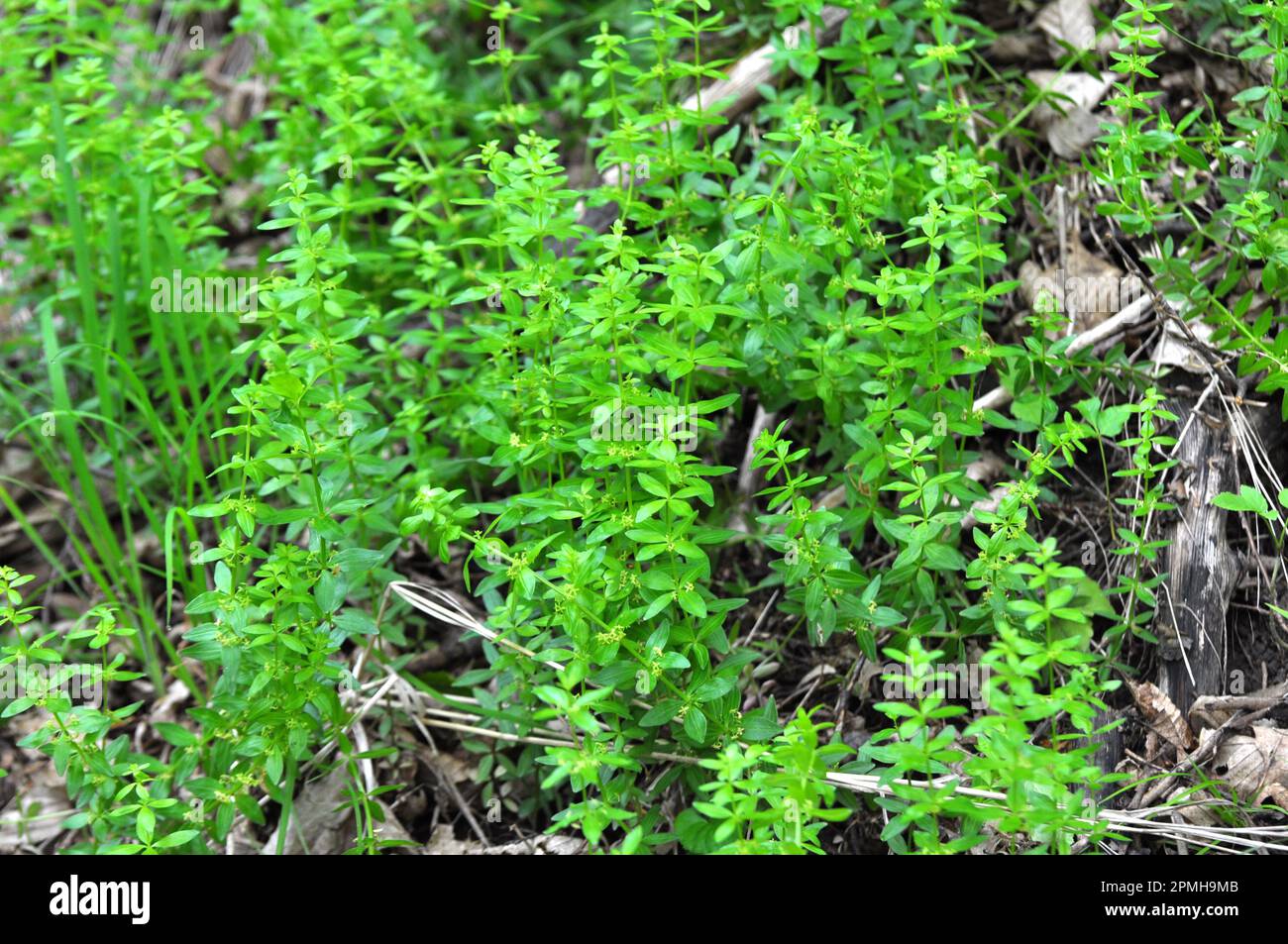 The wild plant Cruciata glabra grows in spring in the forest Stock ...