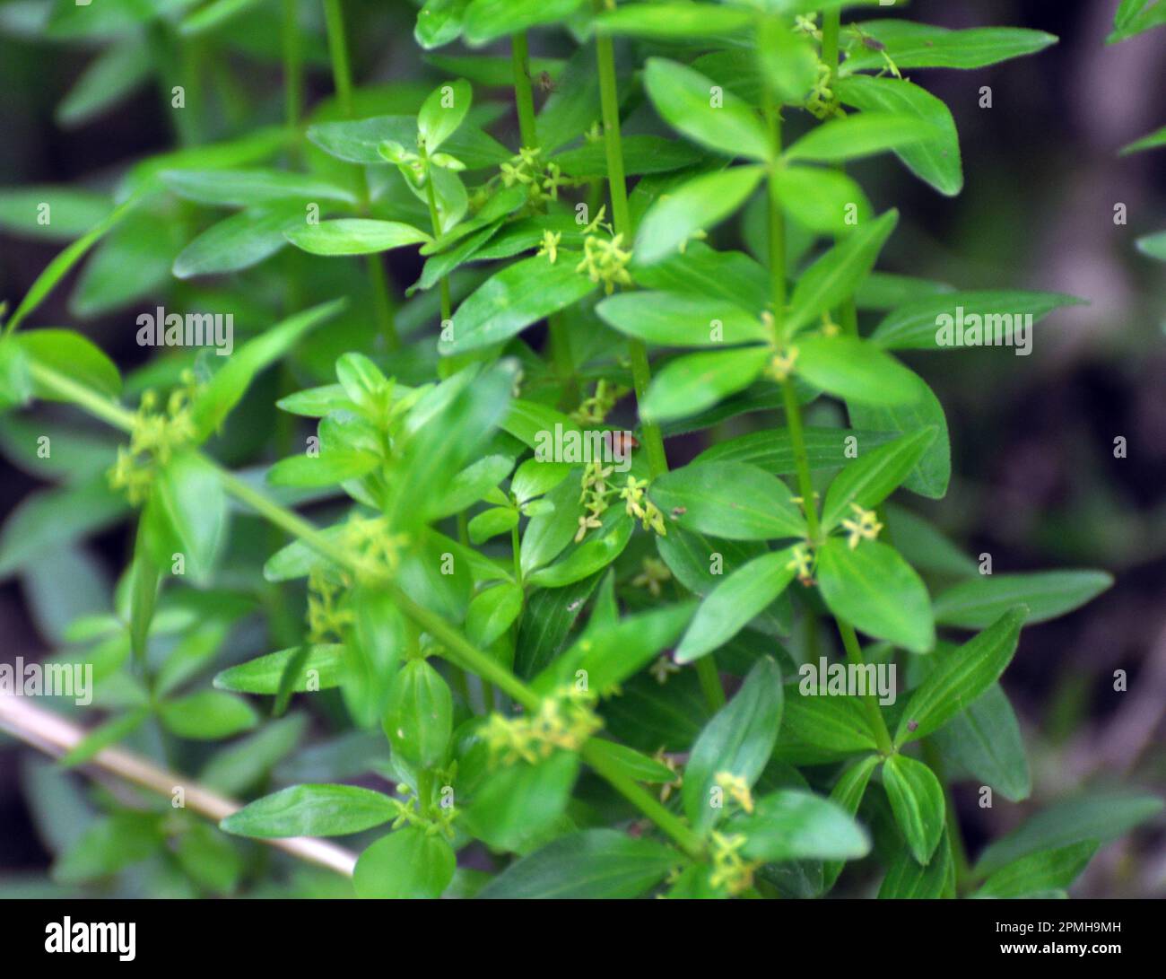 The wild plant Cruciata glabra grows in spring in the forest Stock ...