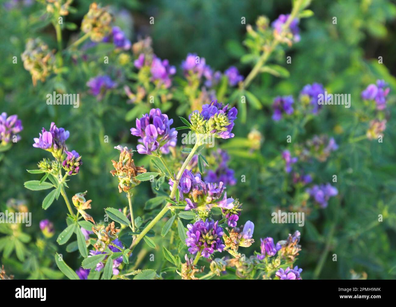 The field is blooming alfalfa, which is a valuable animal feed Stock ...