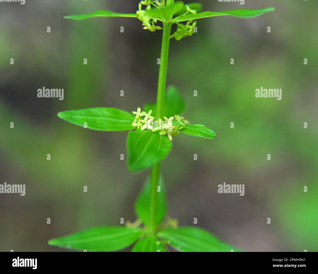 The wild plant Cruciata glabra grows in spring in the forest Stock ...