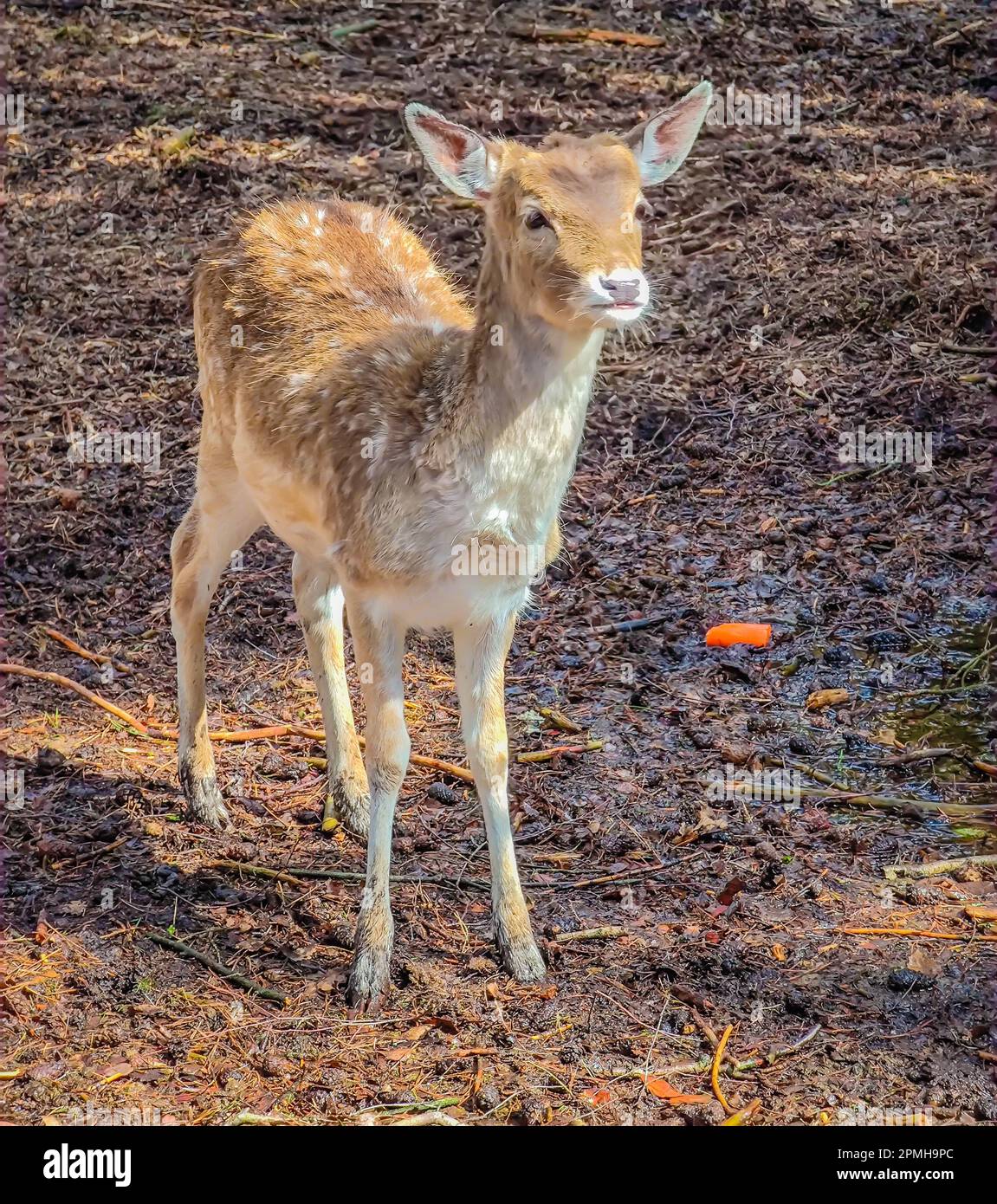 Deer fallow cute animal photo hi-res stock photography and images - Alamy