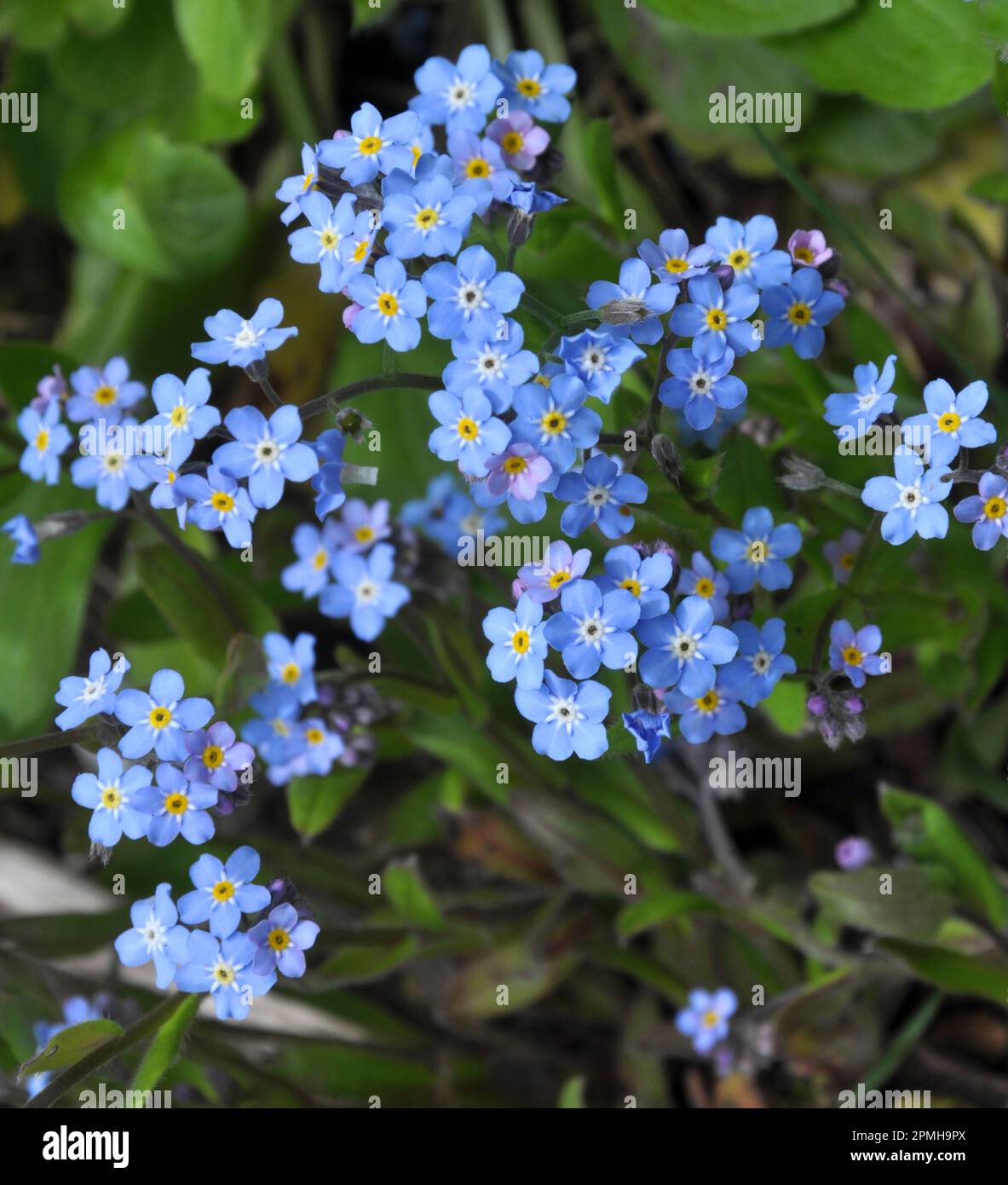 In the meadow in the wild grass blossoms forget-me-not (Myosotis Stock ...