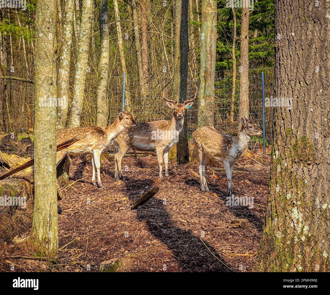 A group of young fallow deer among trees in the forest in wild nature ...