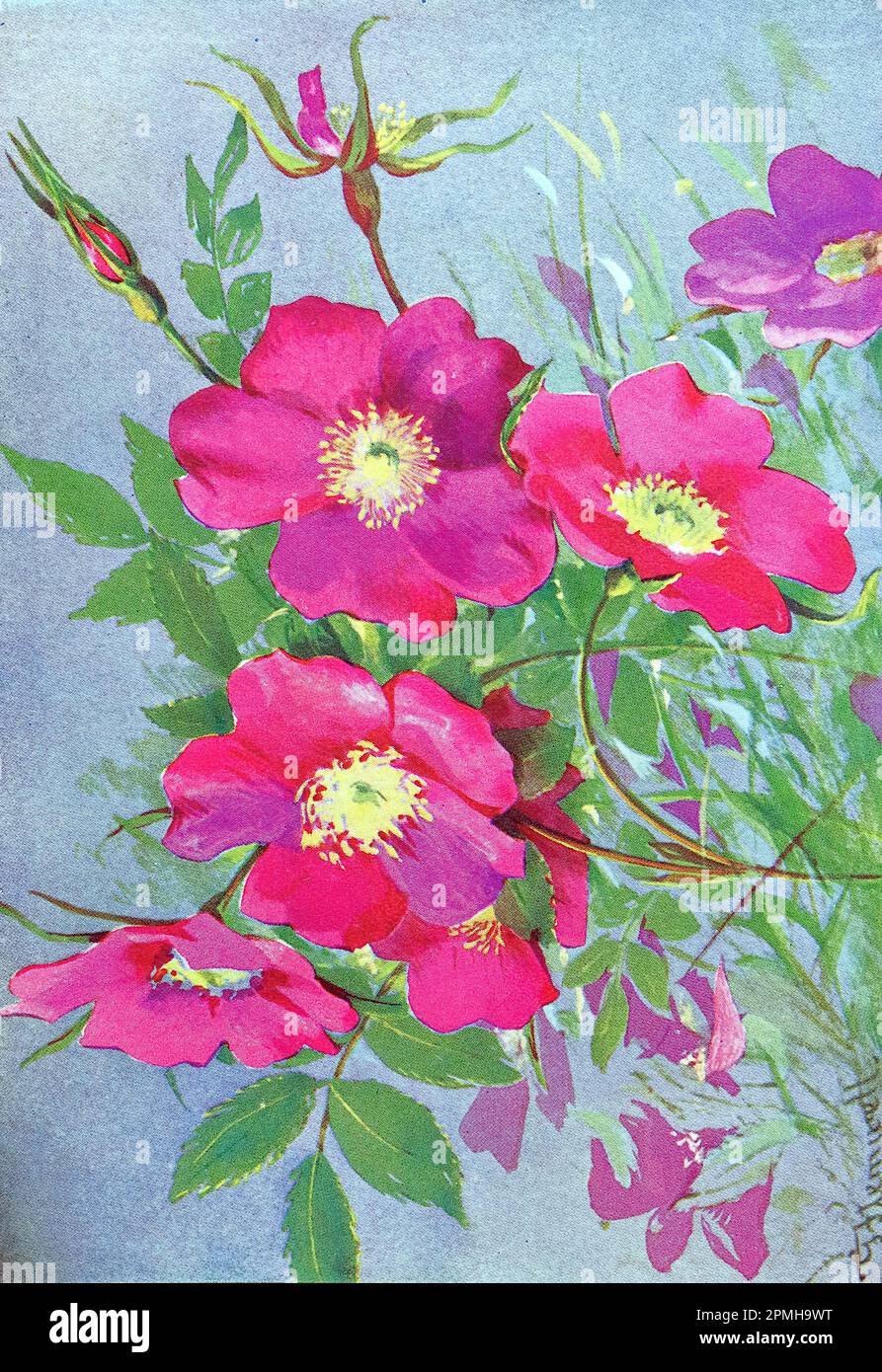 Rosa Alpina, the Thornless Alpine Eglantine . From: 1911, G. Flemwell ...