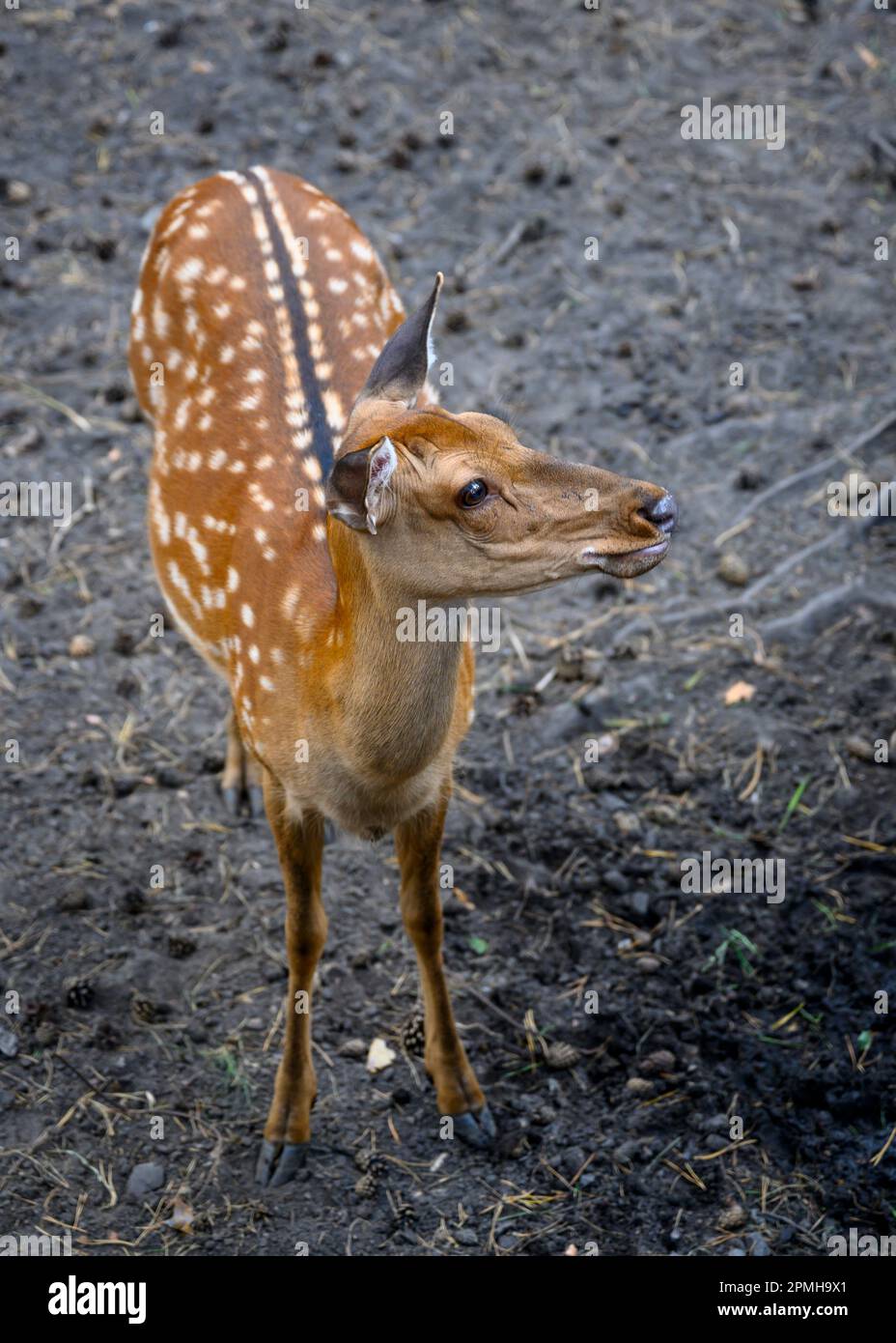 Spotted fawn hi-res stock photography and images - Alamy