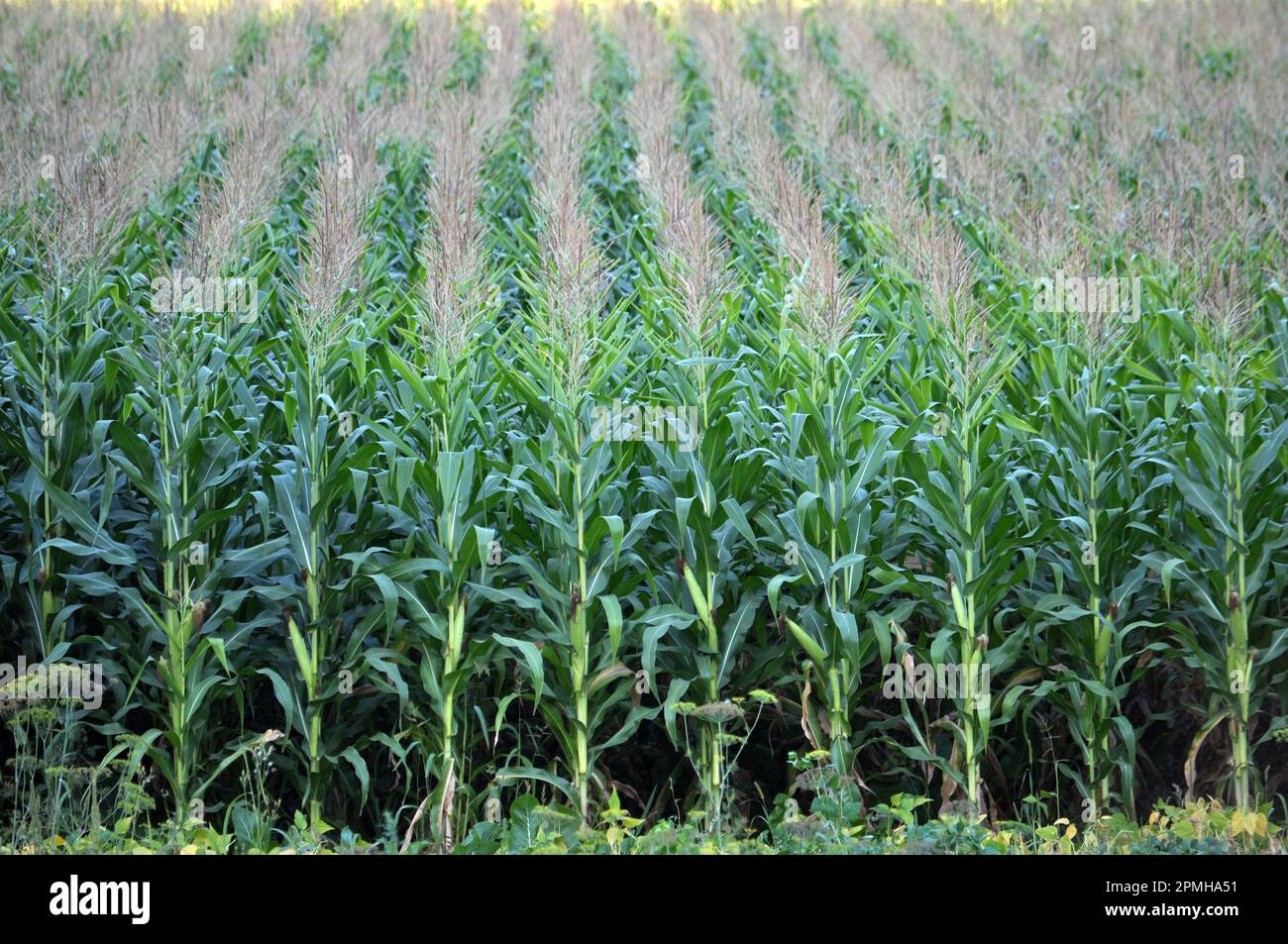 In the summer, corn ripens on the farm field Stock Photo - Alamy