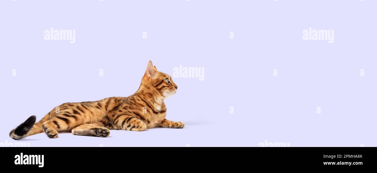 Full length isolation hi-res stock photography and images - Alamy