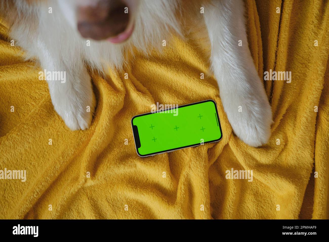 Chroma key dog hi-res stock photography and images - Alamy