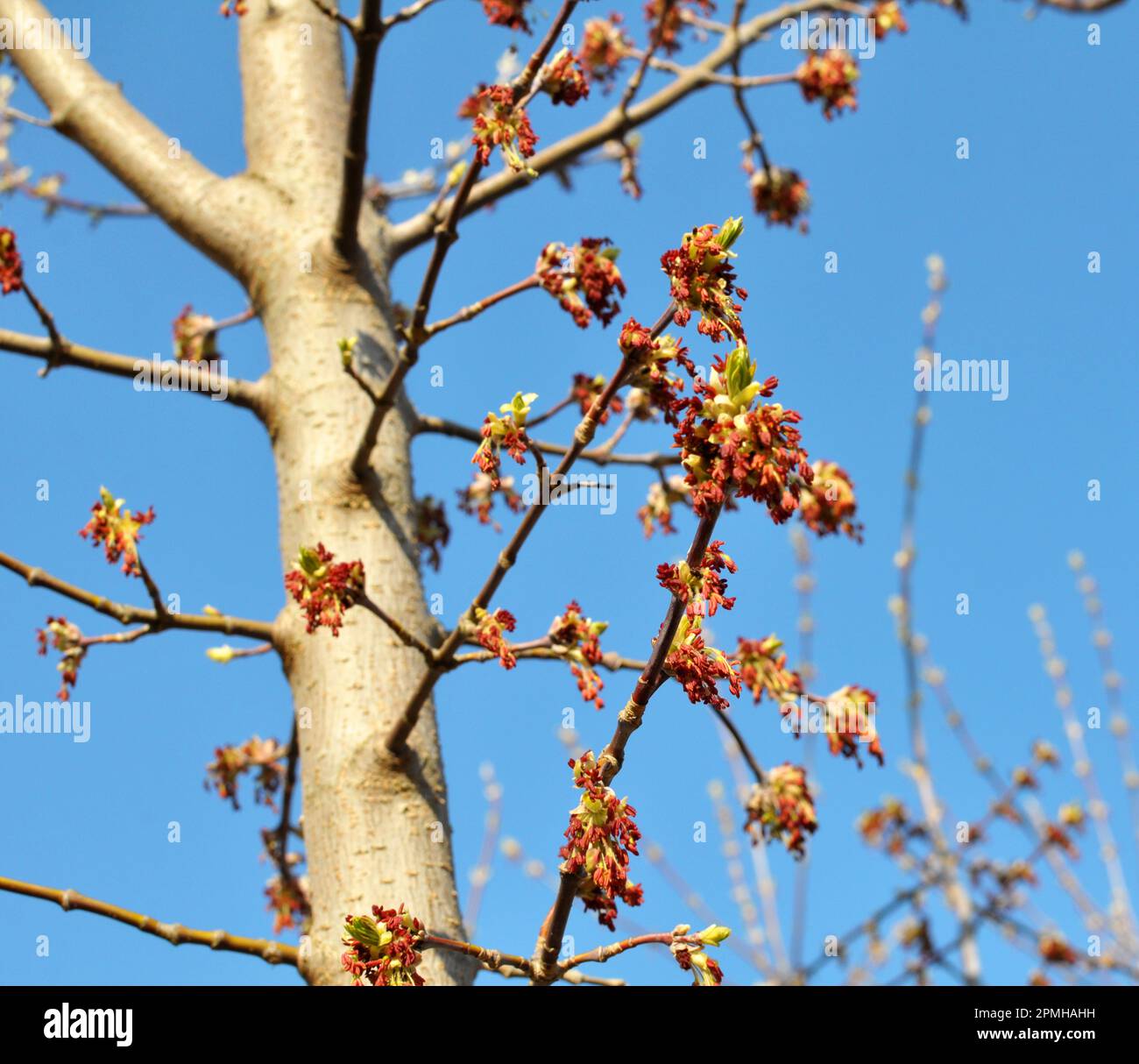 In spring, the maple (Acer negundo) blooms in nature Stock Photo - Alamy