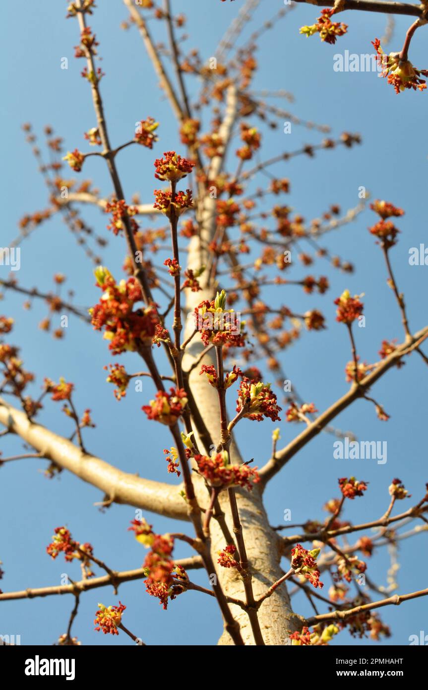 In spring, the maple (Acer negundo) blooms in nature Stock Photo - Alamy