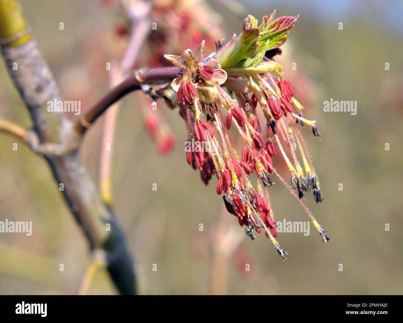 In spring, the maple (Acer negundo) blooms in nature Stock Photo - Alamy