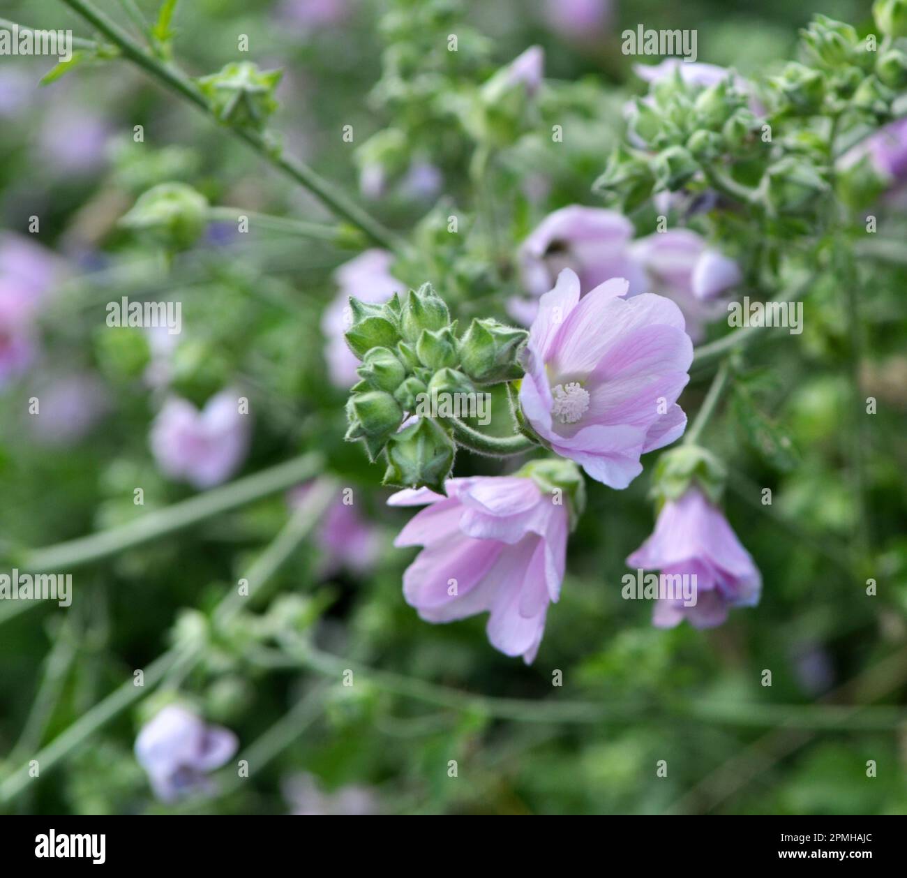 In summer, the mallow grows and blooms in the wild Stock Photo - Alamy